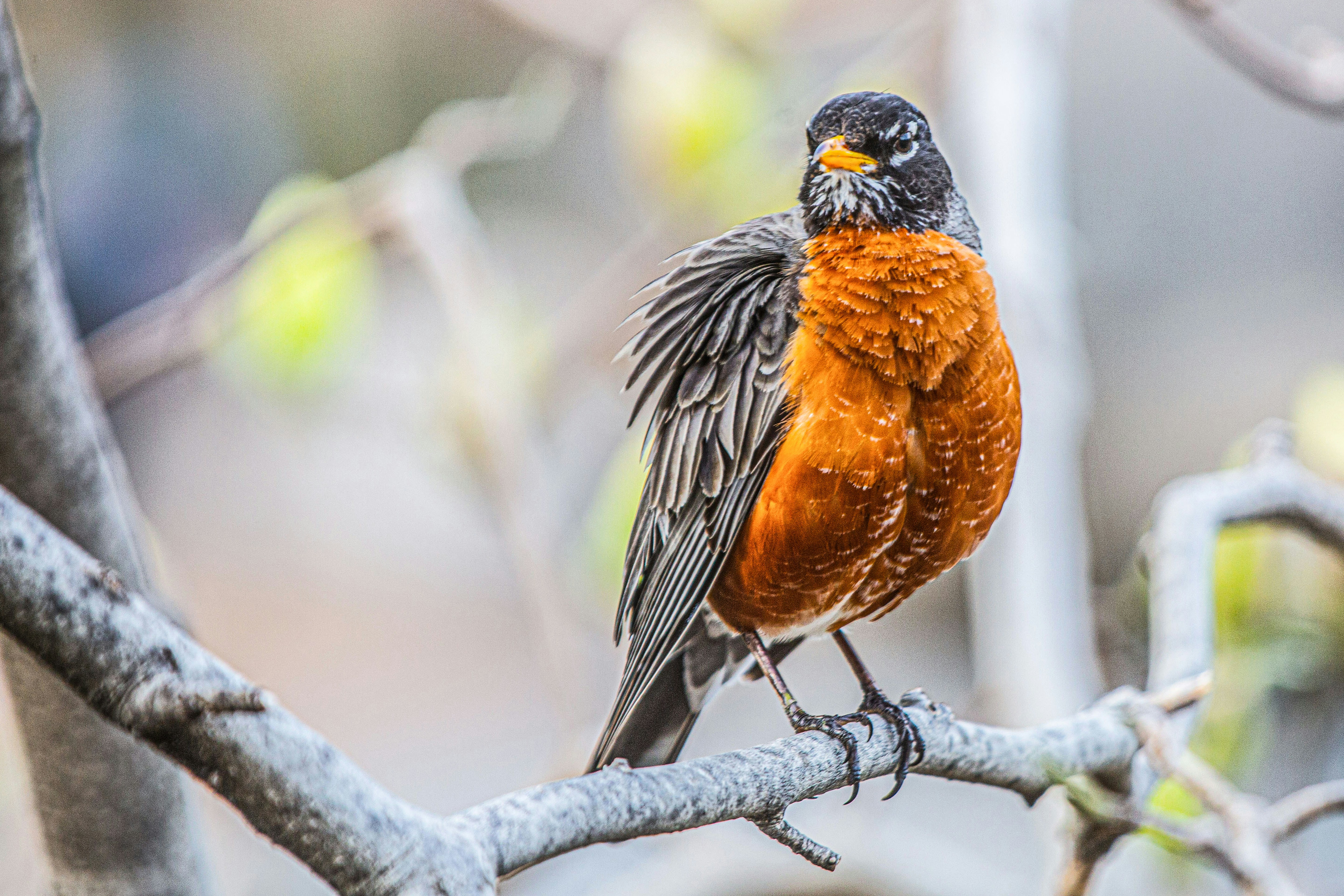 A vibrant robin perched on a branch, showcasing its striking orange breast against a softly blurred background of foliage.