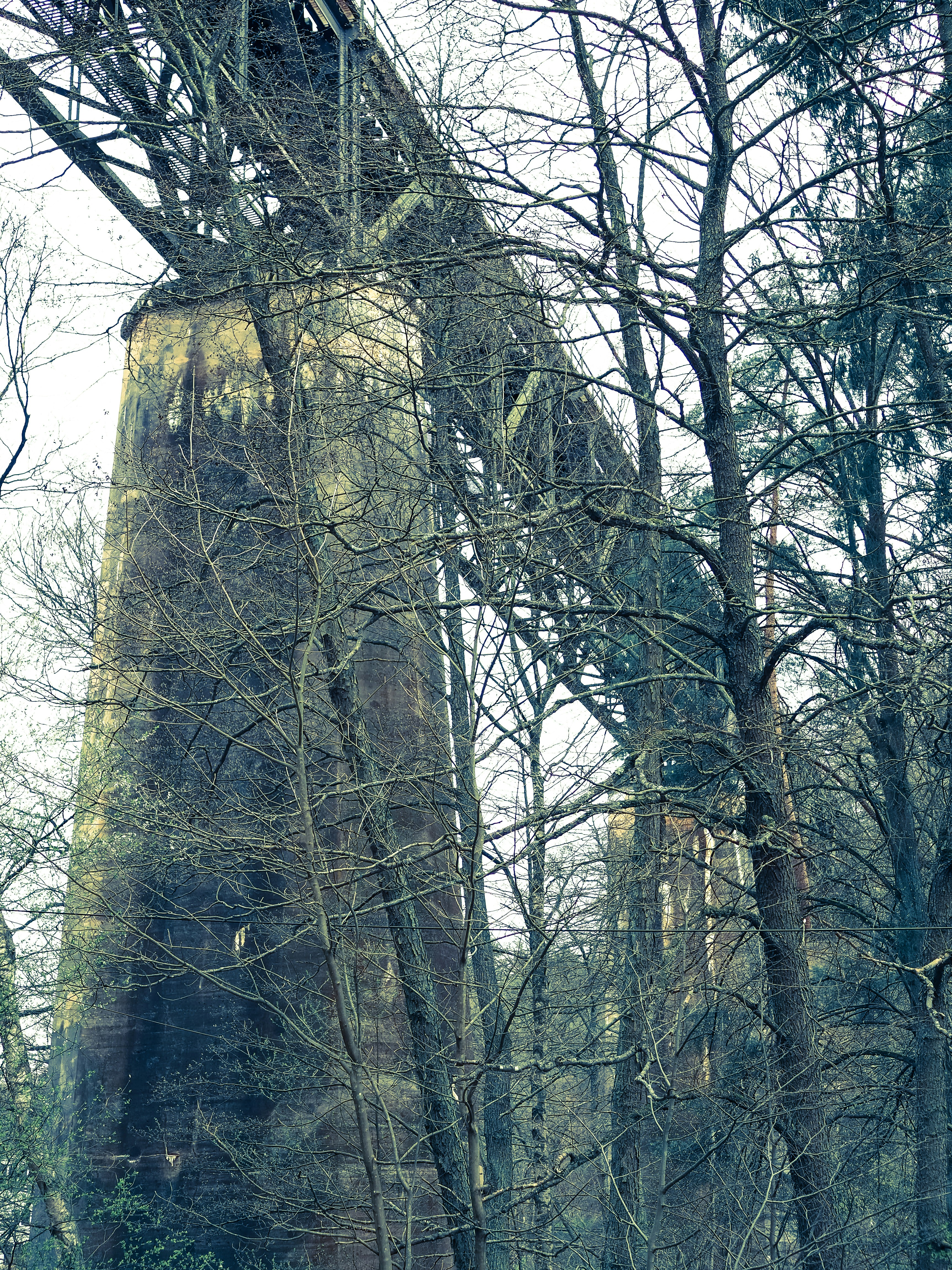 A weathered railway bridge towers above a dense thicket of bare trees, showcasing the intersection of nature and human ingenuity.