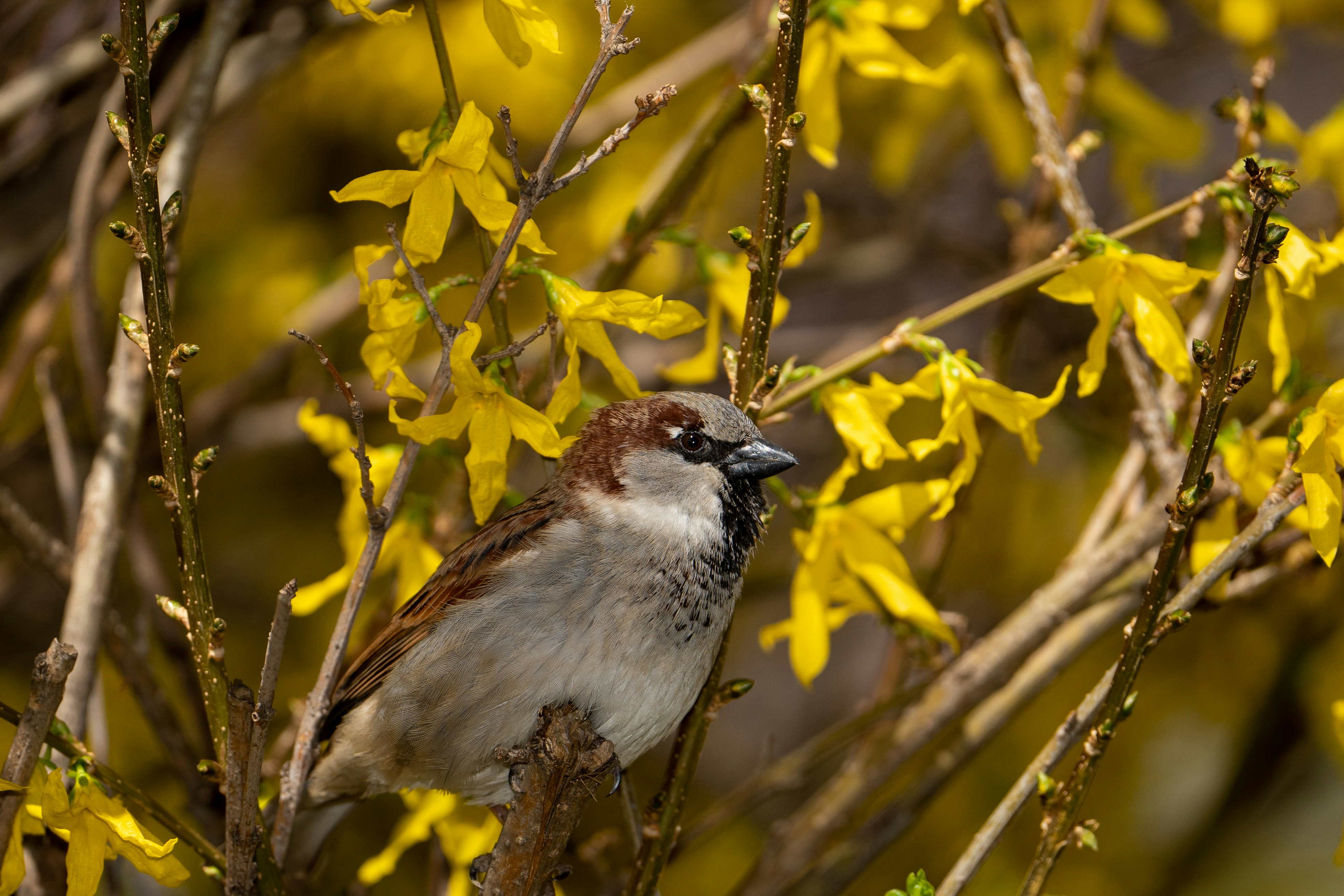 Sparrow in a Cascade of Forsythia Gold