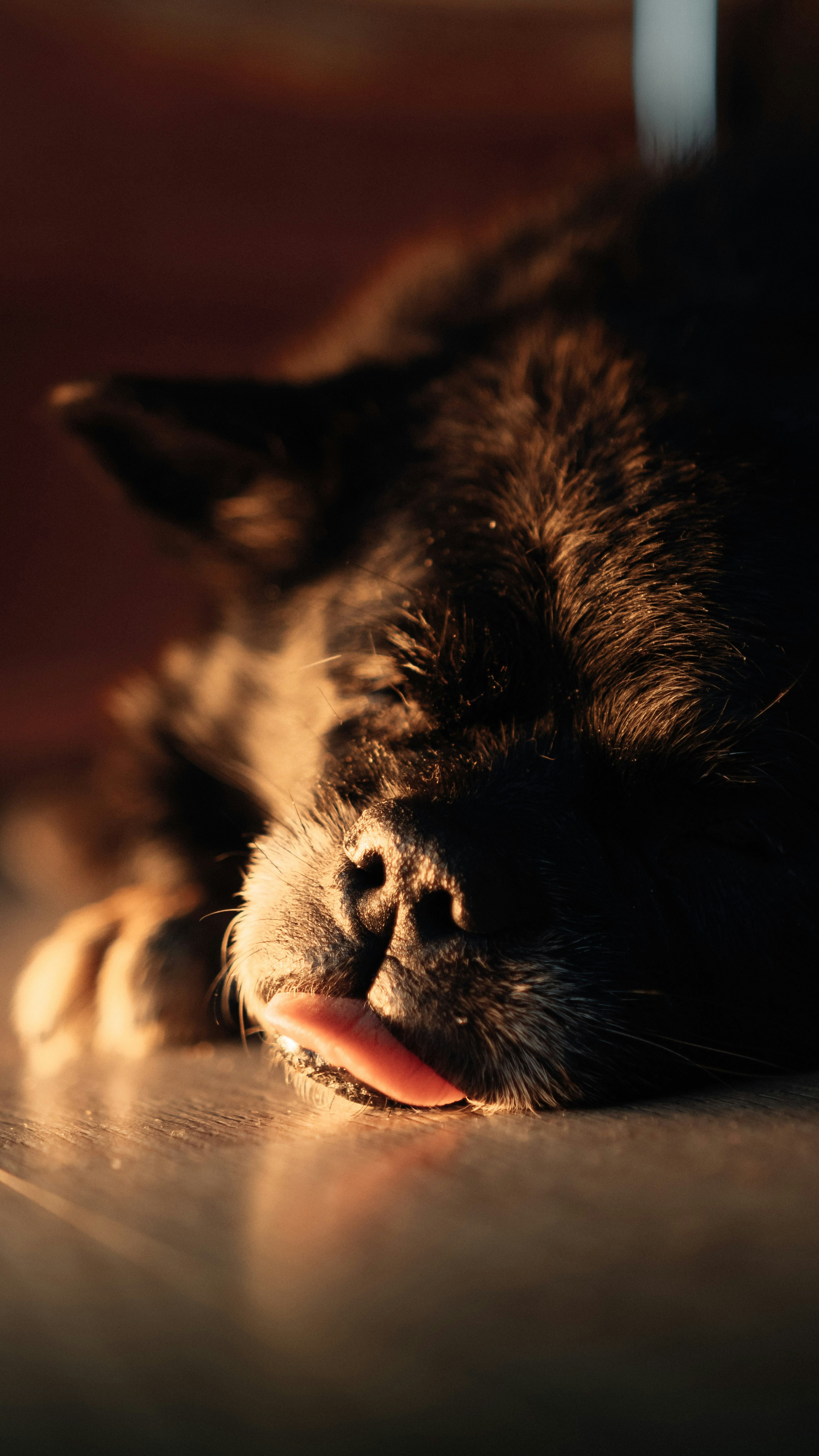 Low Sun, Soft Furr: A Nap in Warm Light