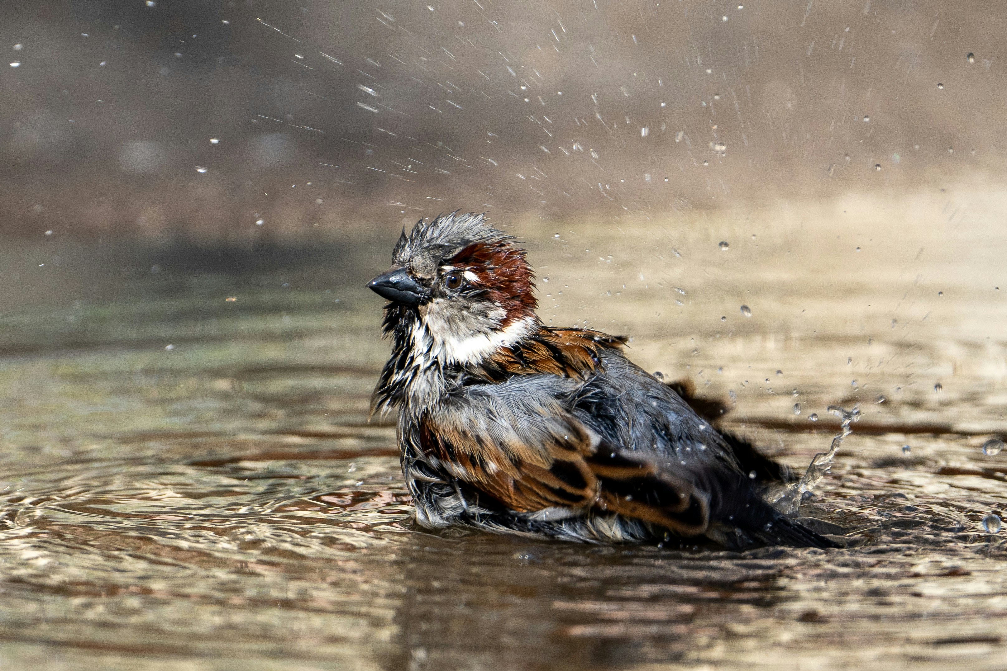 A Water-Soaked Sparrow Emerges from the Rain
