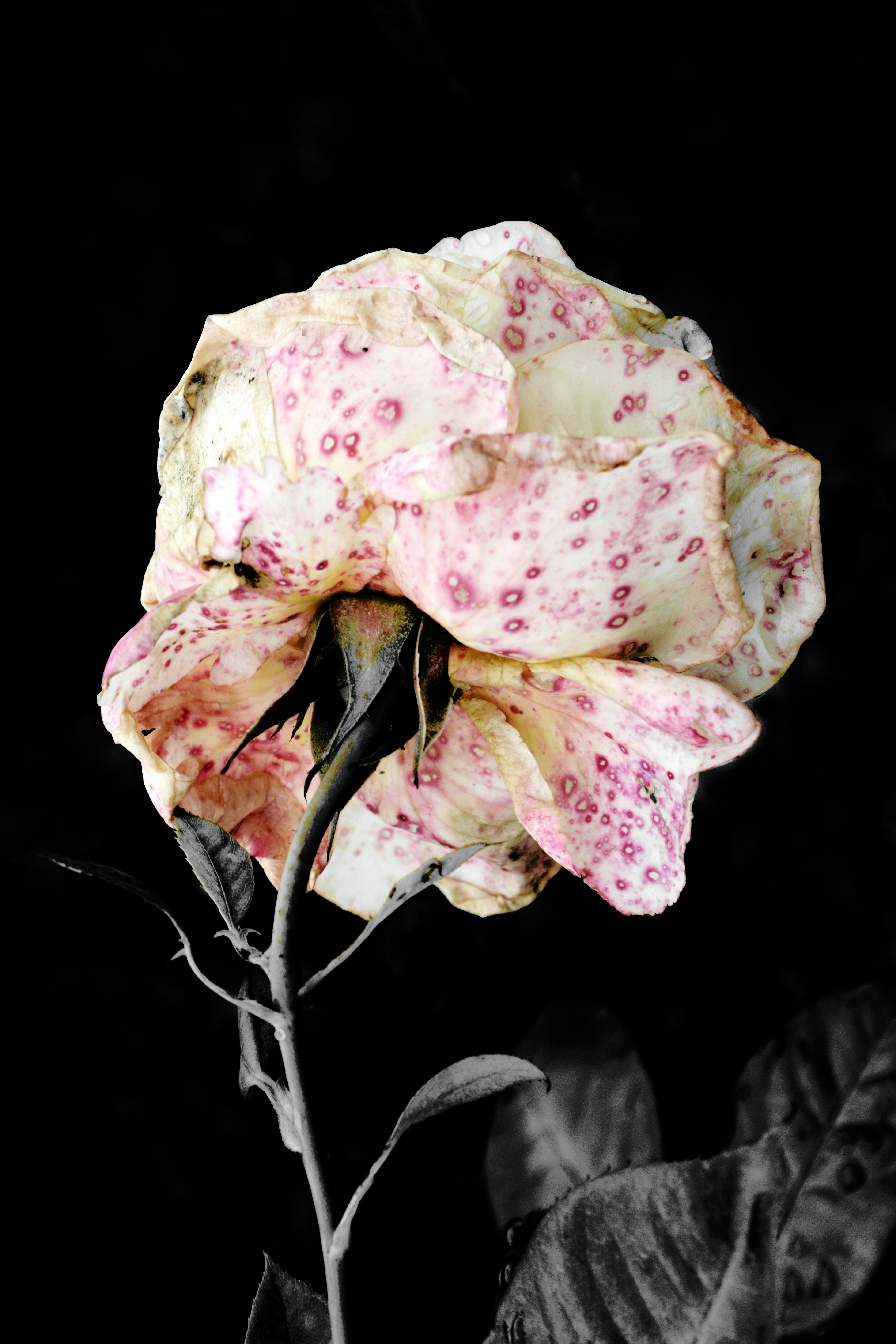Speckled Velvet: a pink rose against midnight