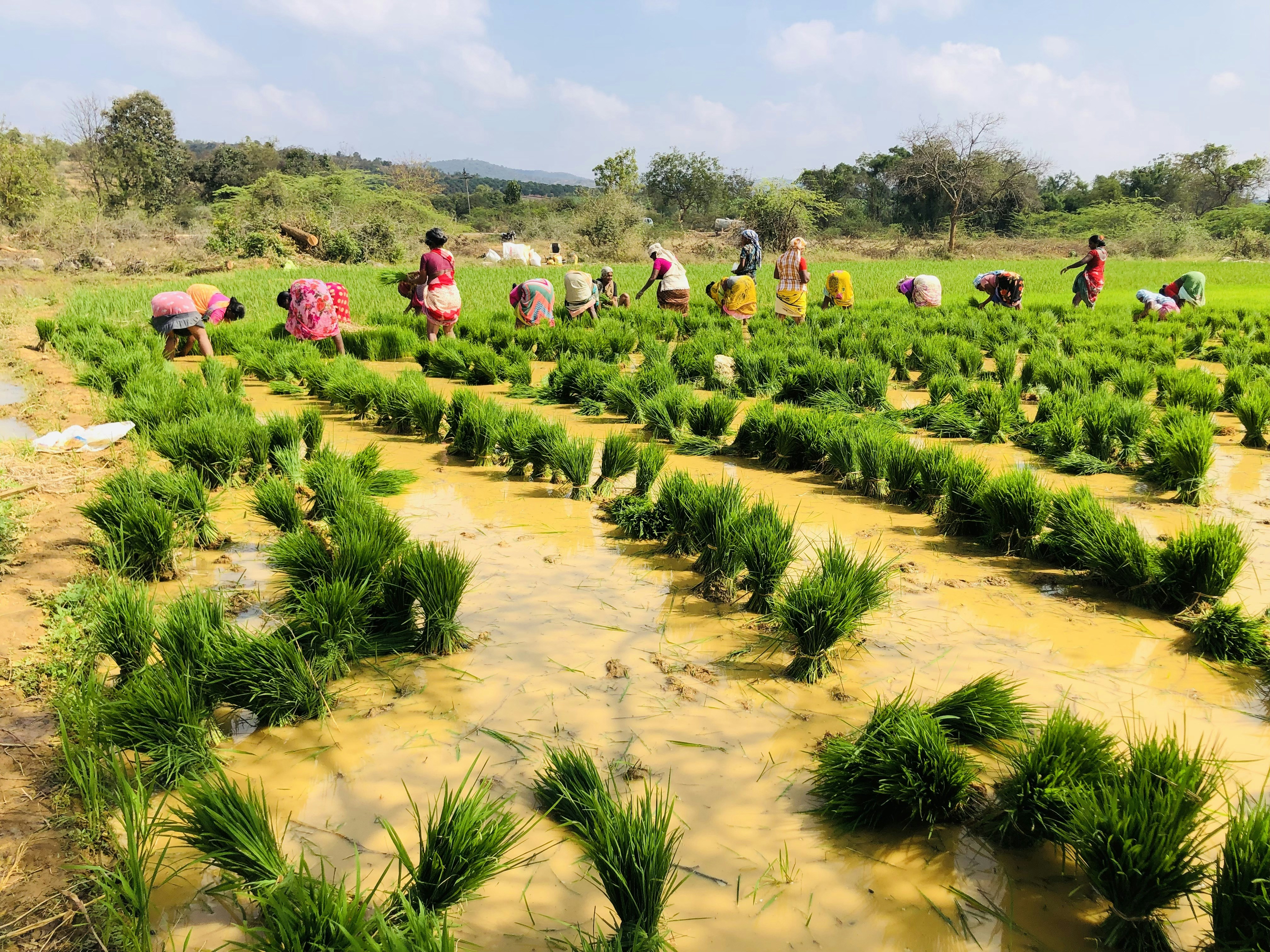 a group of people working in a field