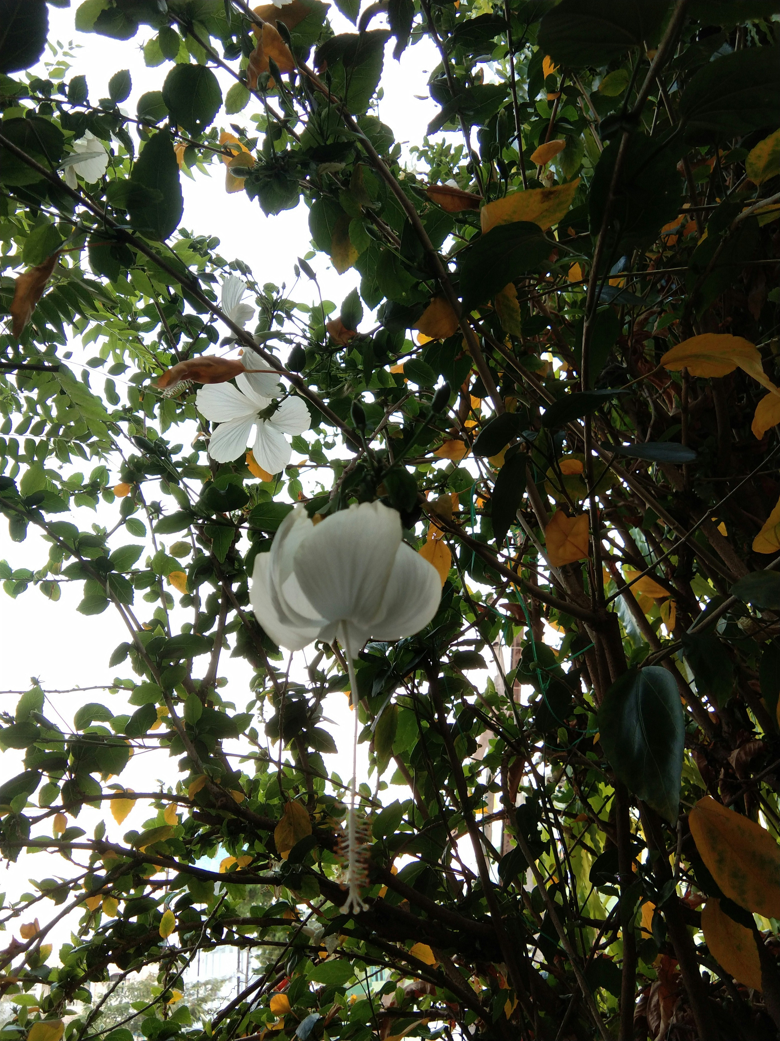 Foto Una gran flor blanca colgando de un árbol – Imagen Planta gratis ...