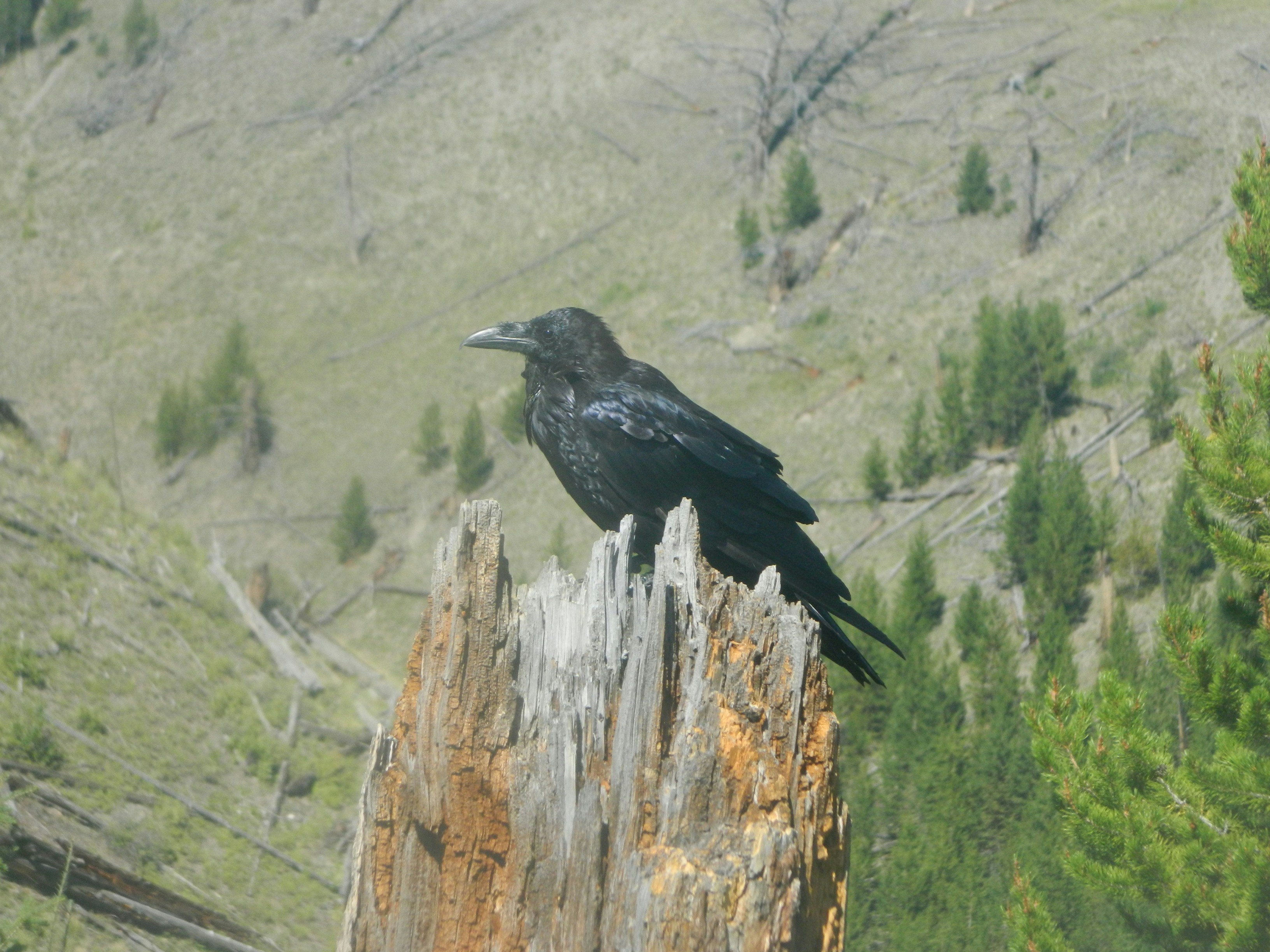 木の切り株の上に座っている黒い鳥の写真 – Unsplashの無料動物写真