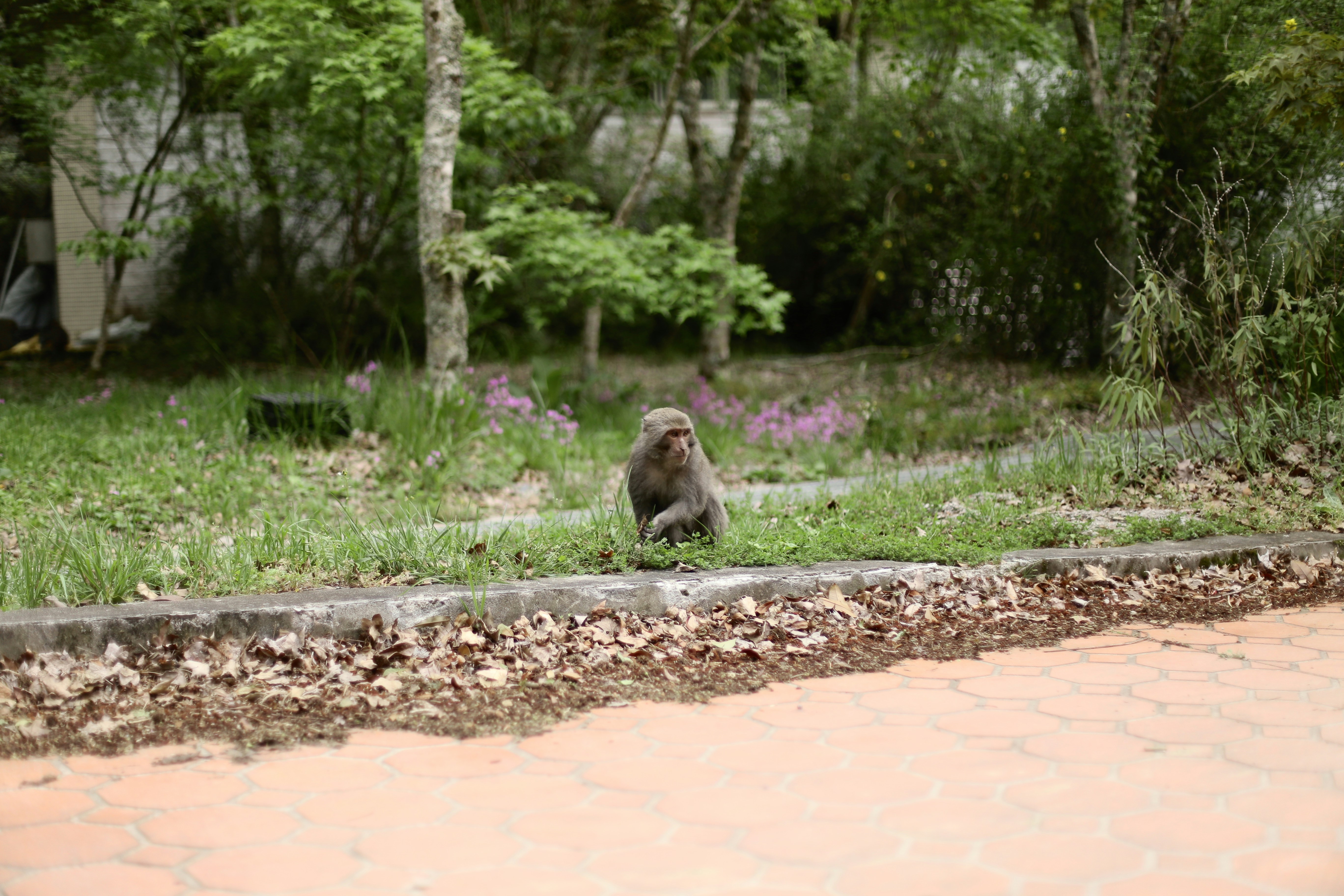 Macaque on a Garden Edge: a quiet gaze along a sunlit brick path