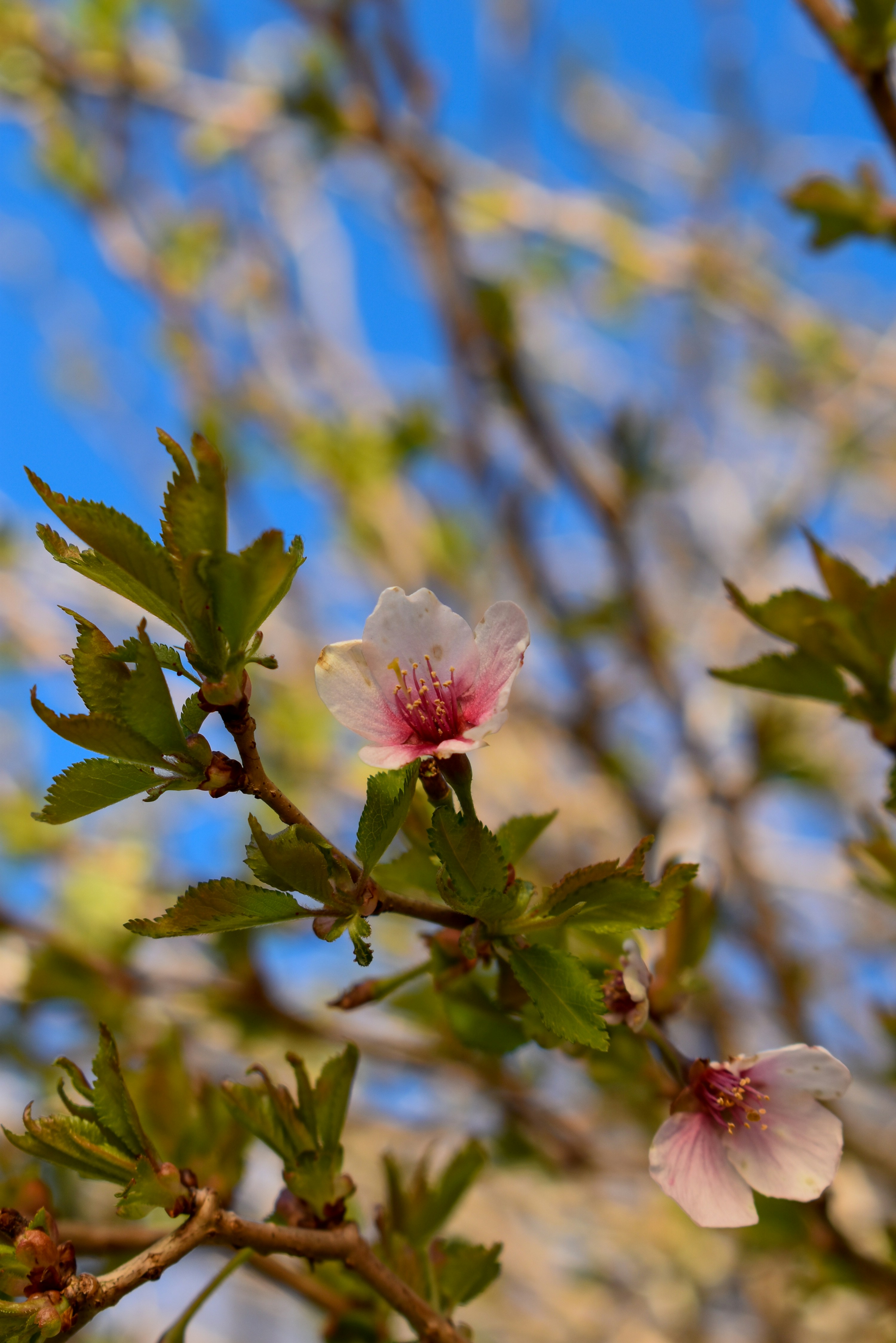 Close-Up Bloom: Pink-Centered Petals Against a Cerulean Sky