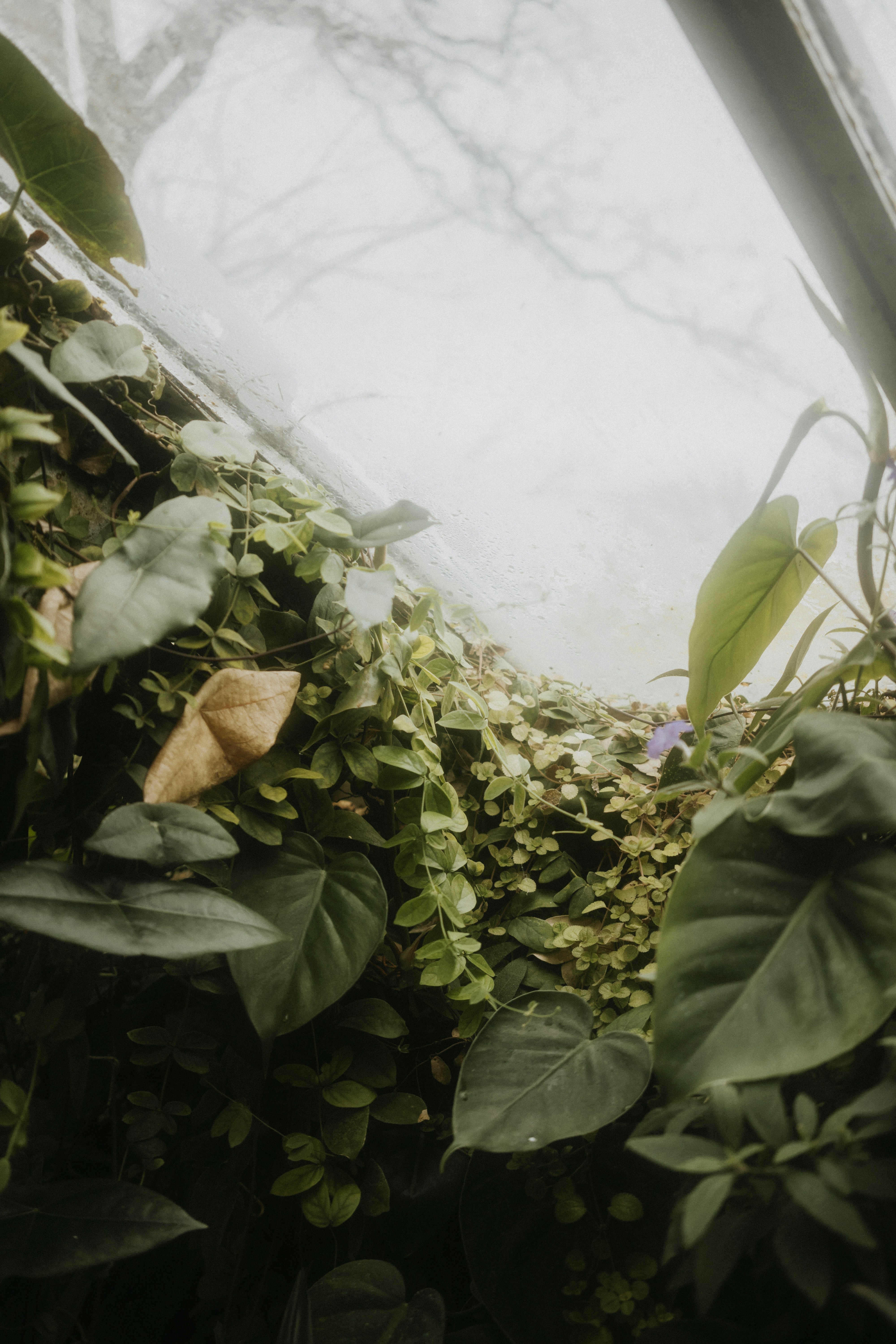 Ivy at the Window: A Quiet Verge of Light and Leaves