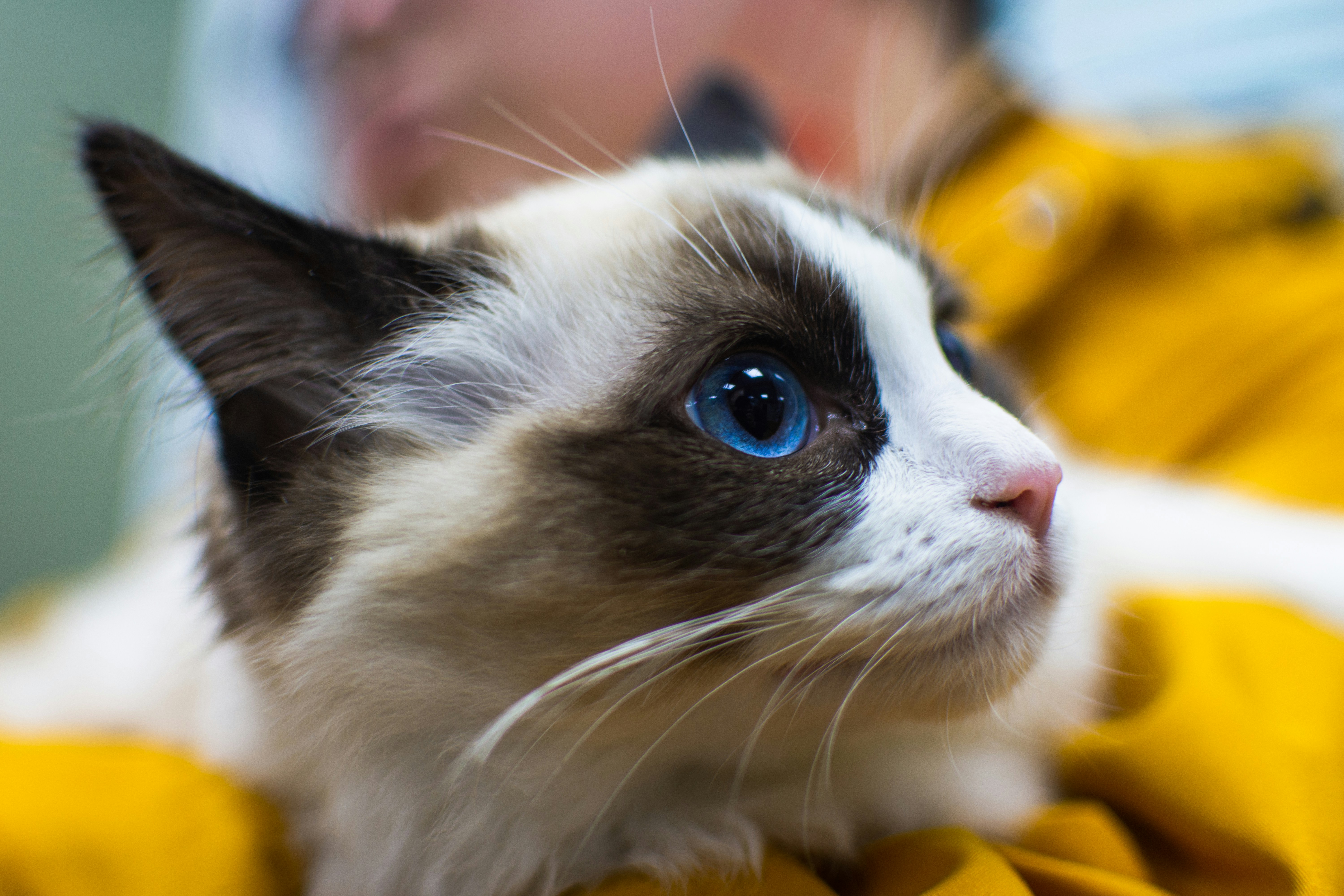Azure Gaze Beneath a Yellow Wrap: A Quiet Close-Up
