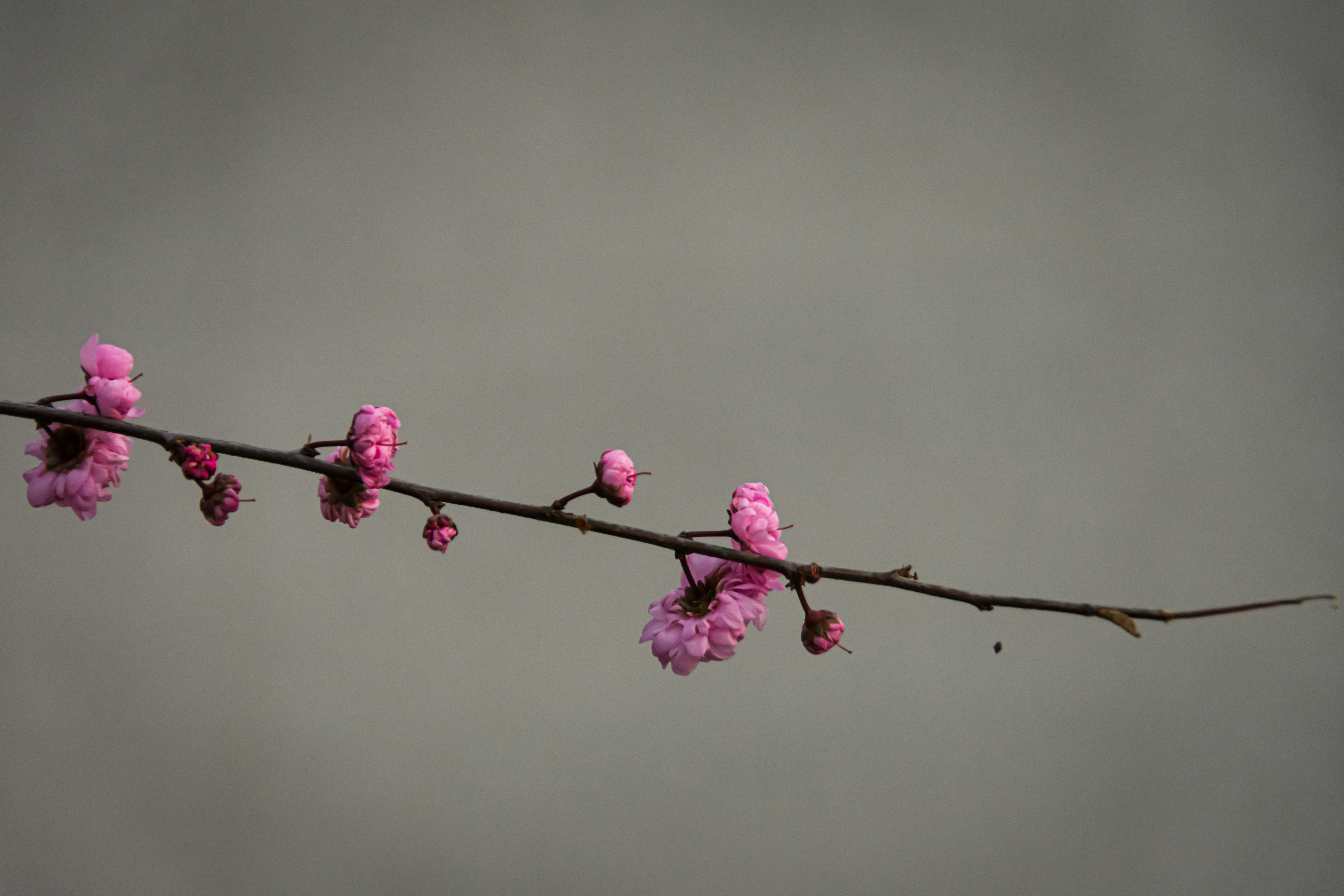 a branch with some pink flowers on it