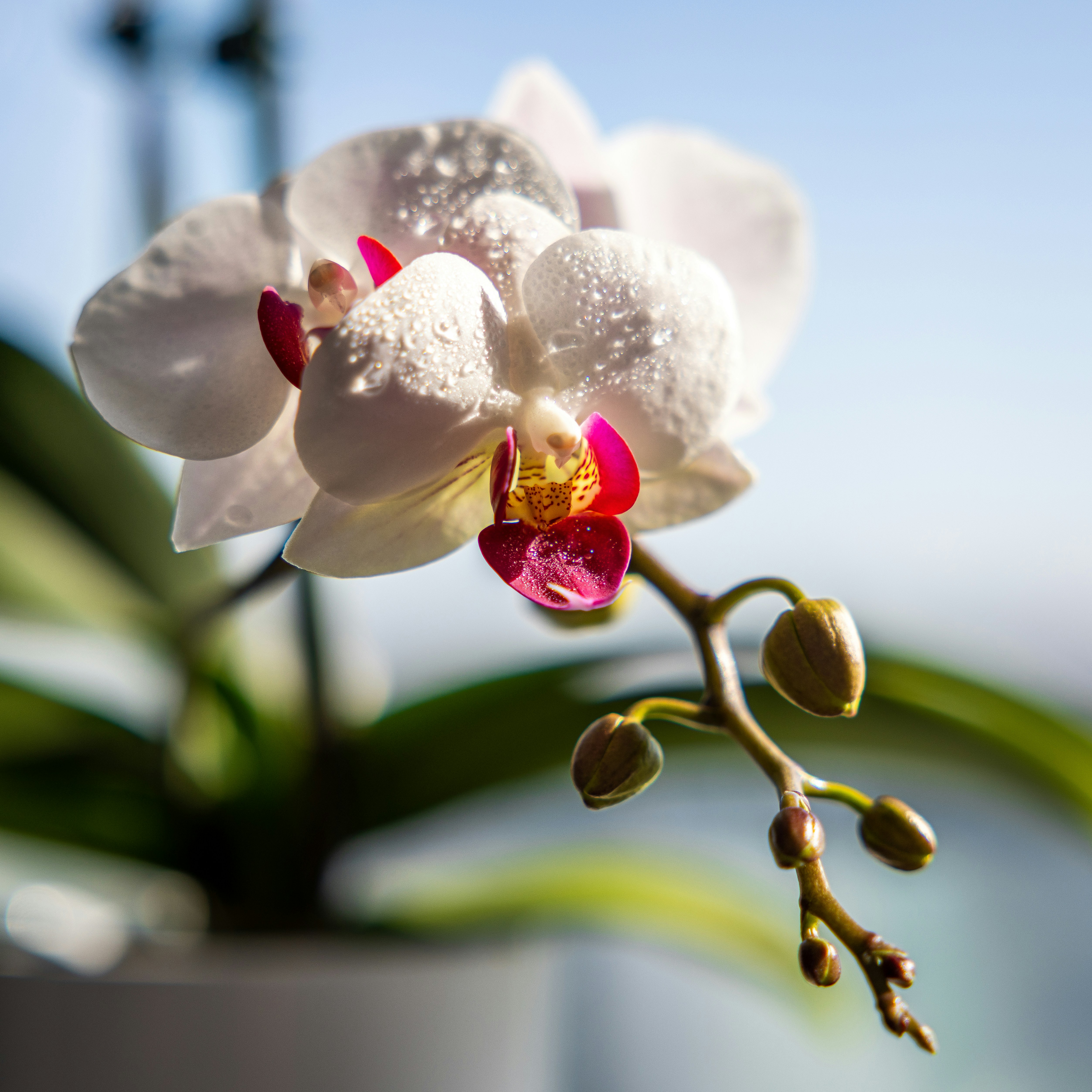 Dew-Kissed Phalaenopsis: Pink Lip Against a Soft Blue Backdrop