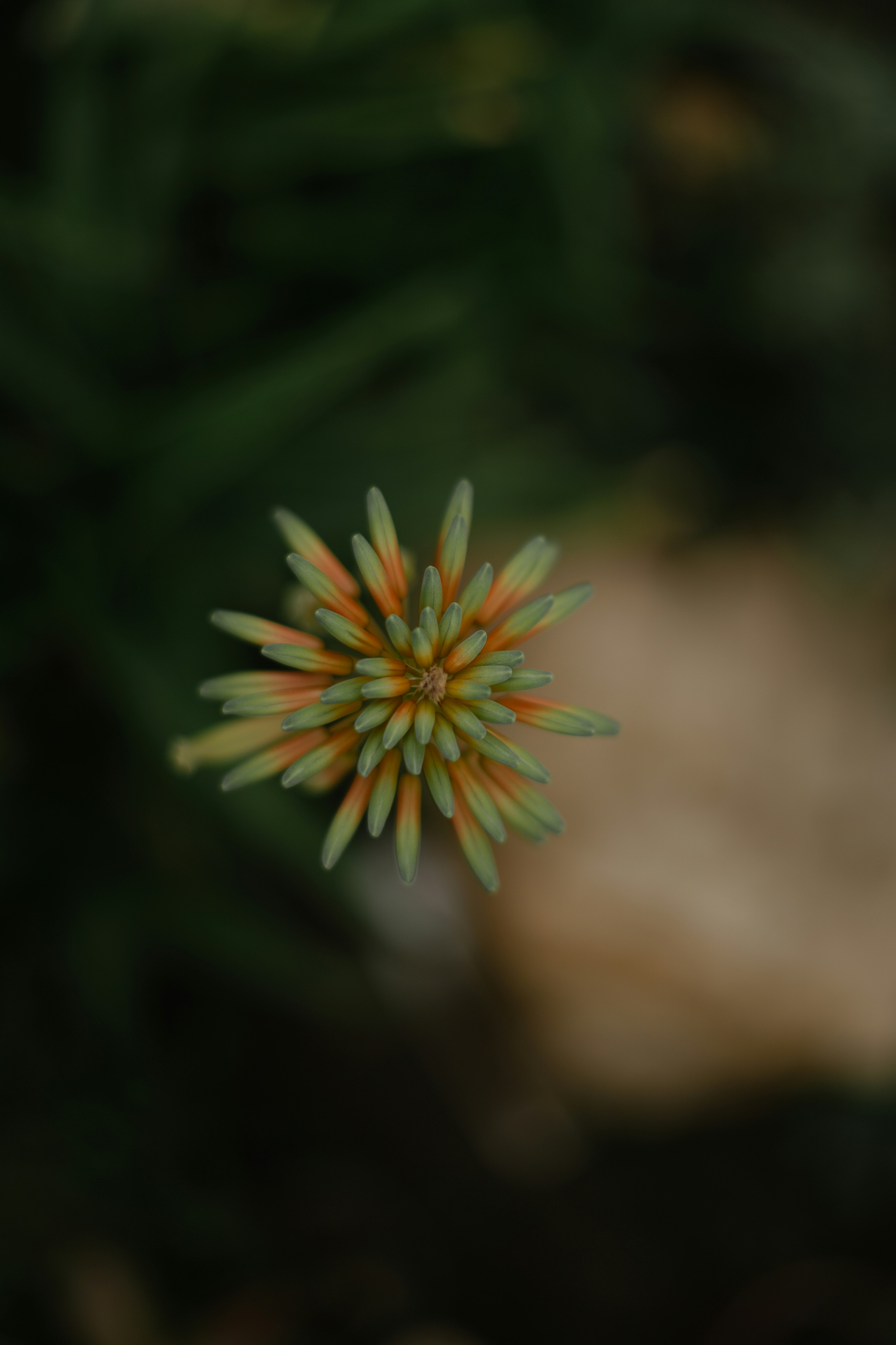 Ember Rosette: Macro Portrait of a Succulent Needle Bloom