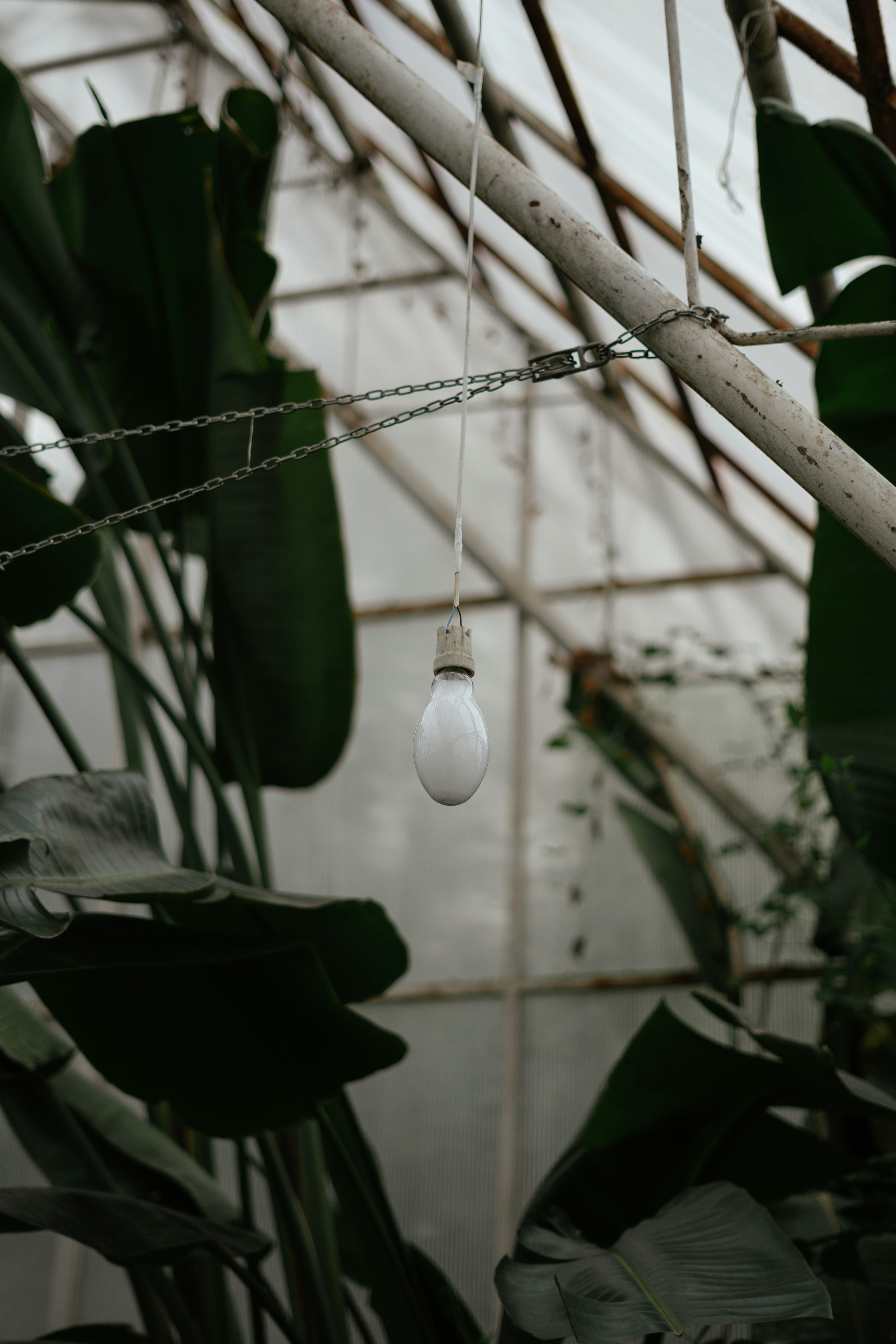 Solitary Bulb in a Glasshouse Glow
