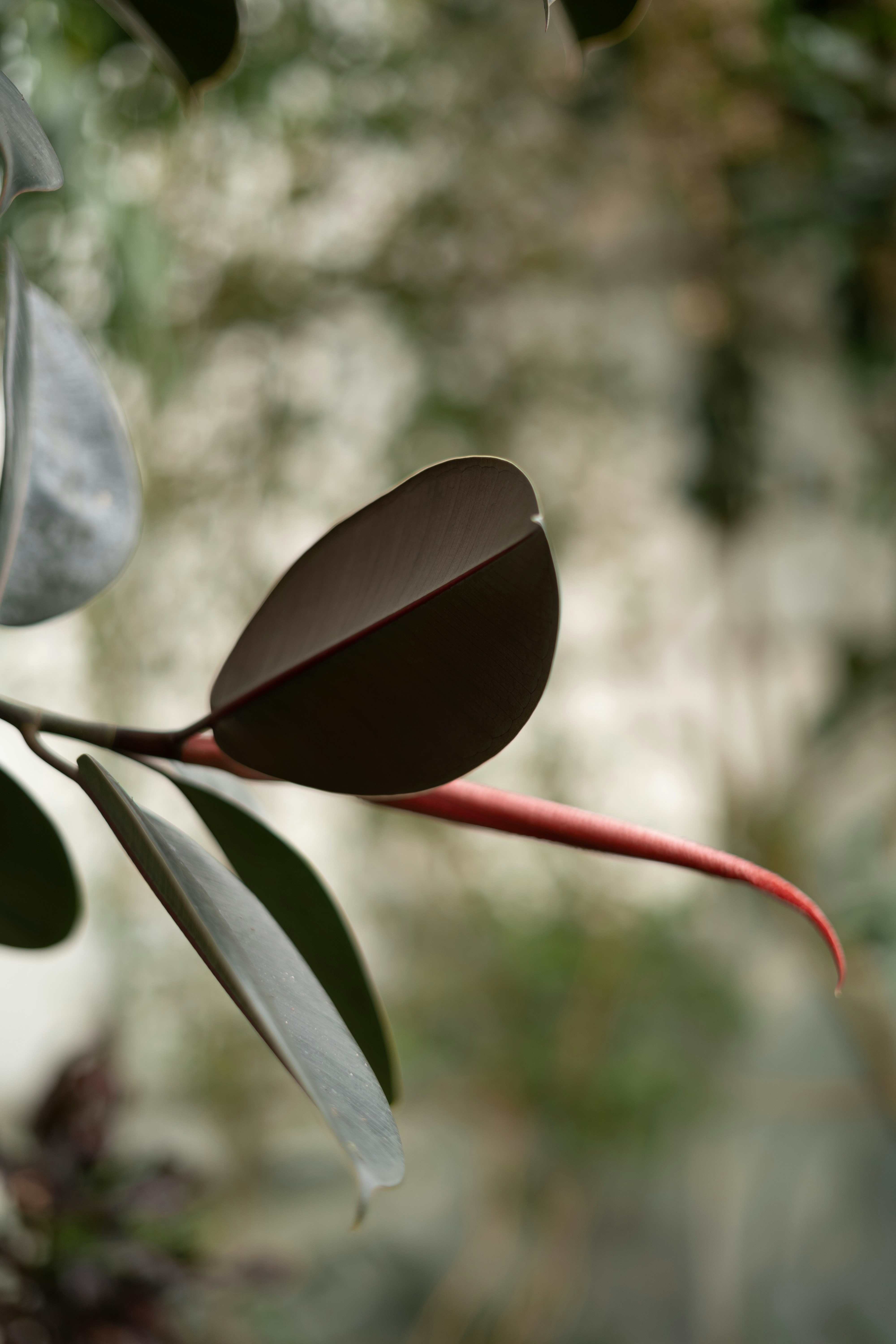 Red-tinged stem Reaching Through a Quiet Green Corridor