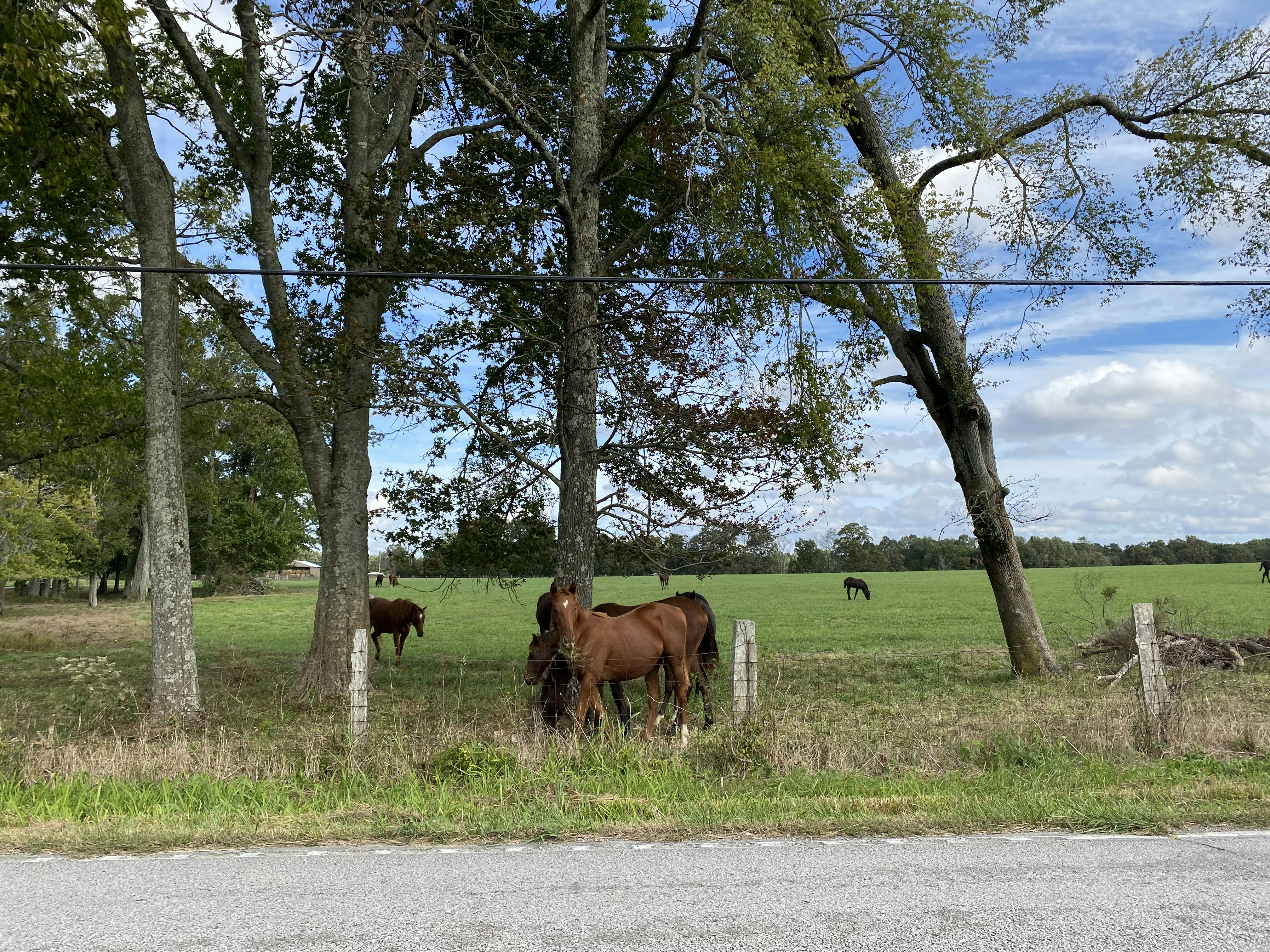 a brown horse standing next to a lush green field