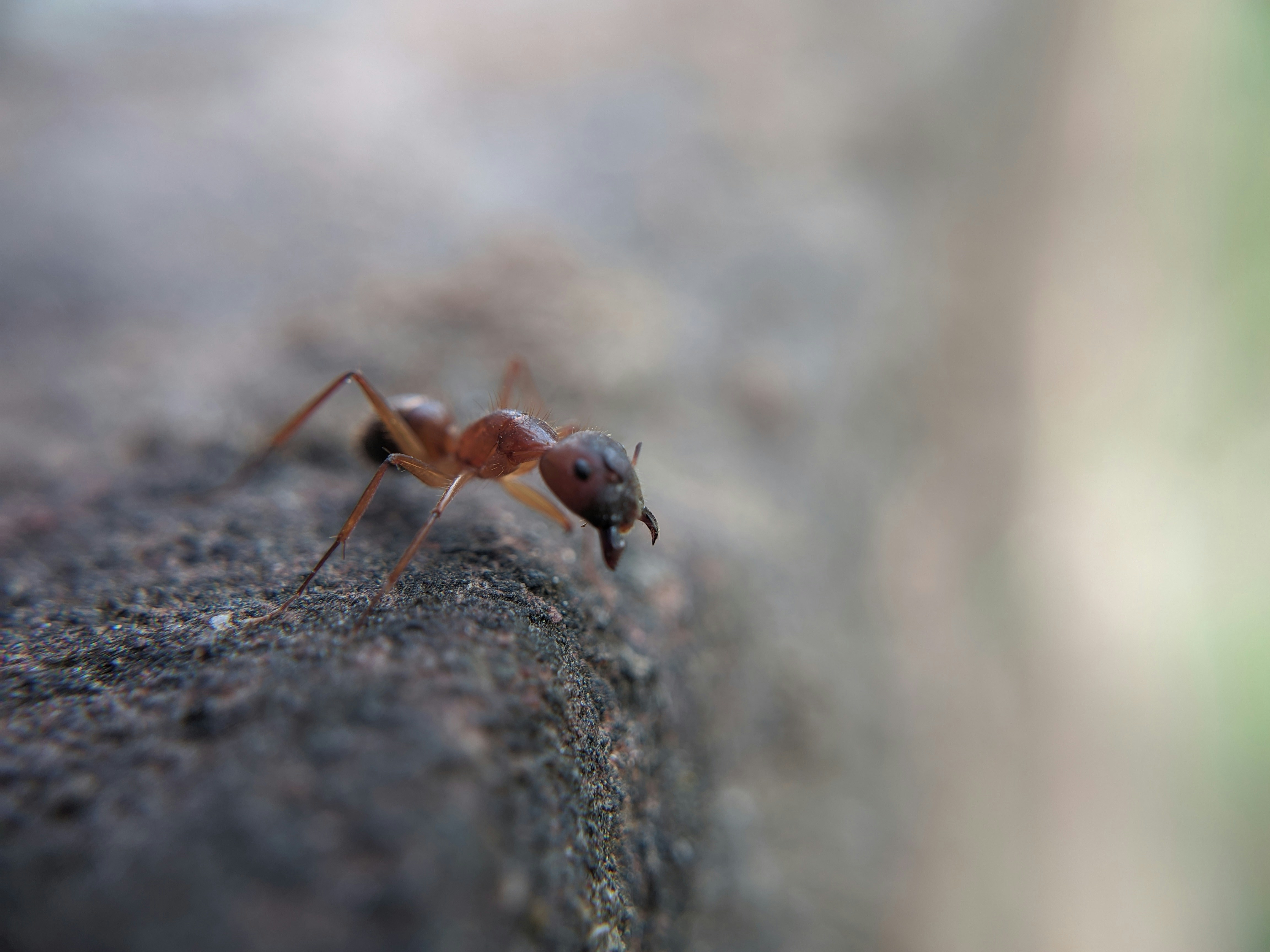 Close-up of an ant navigating a rough surface, highlighting its intricate features and the surrounding environment.