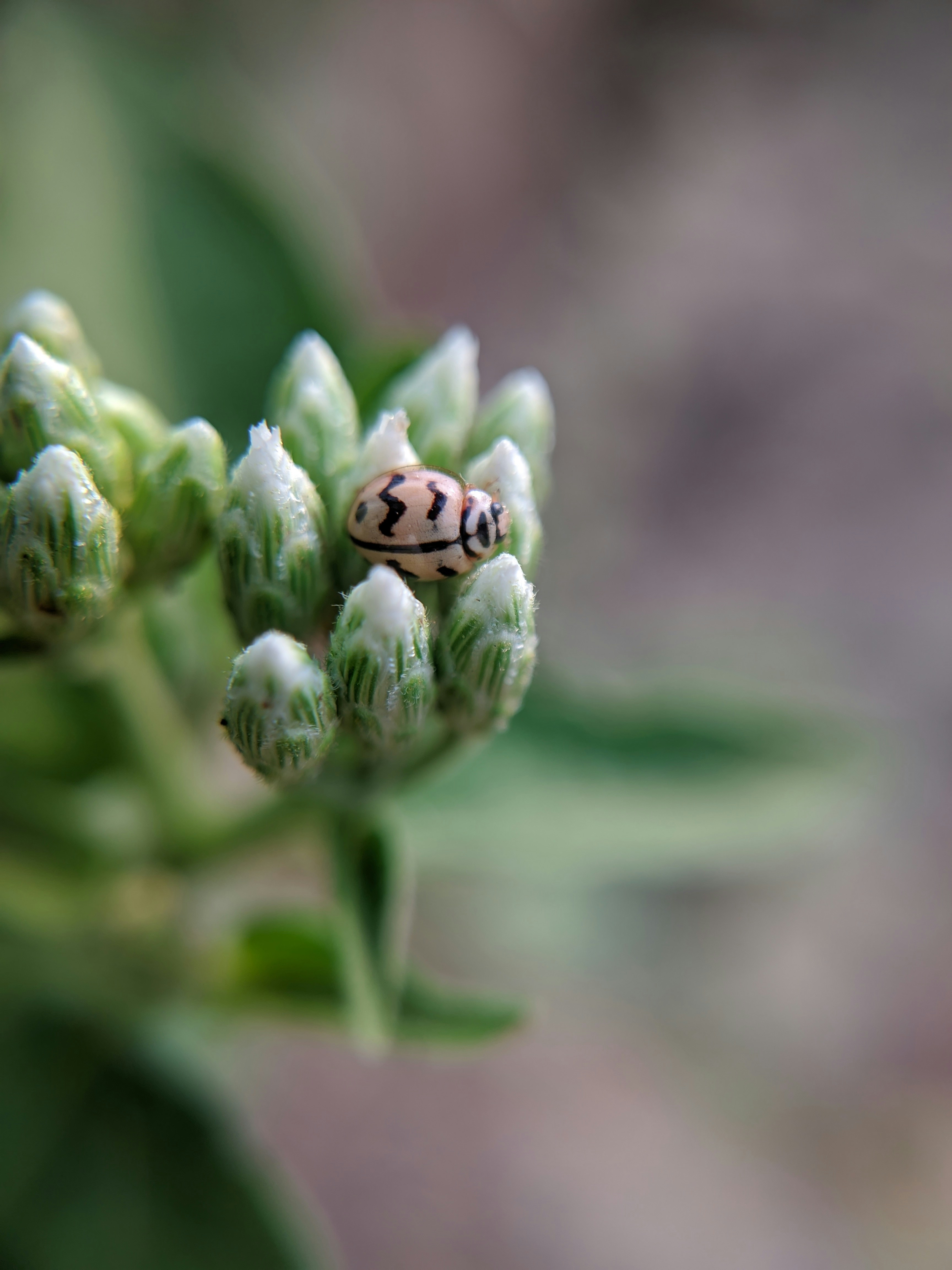 Macro Vista: a tiny striped beetle on a budding green cluster