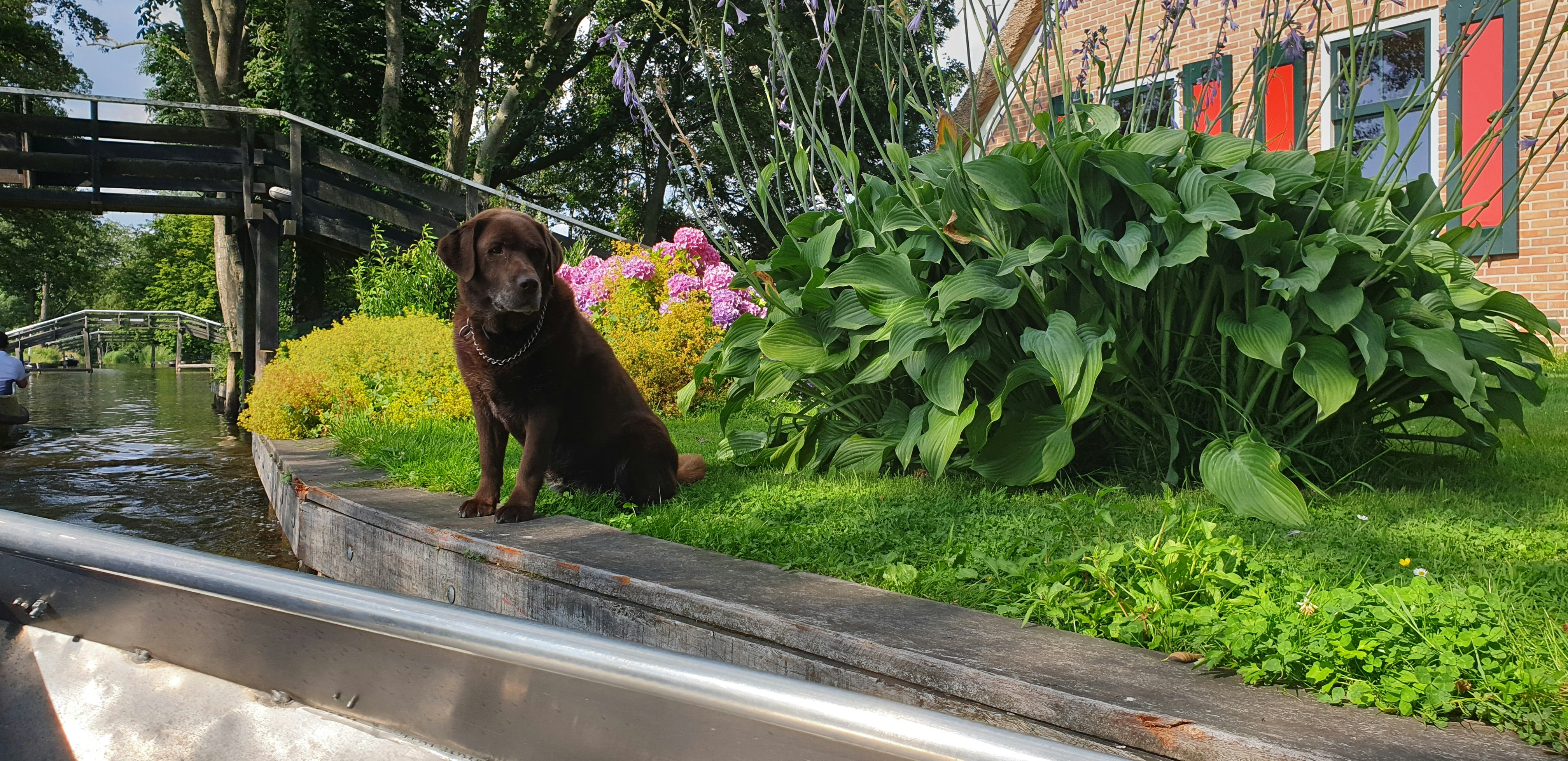 A dog sitting on a ledge next to a canal photo – Free Giethoorn Image ...