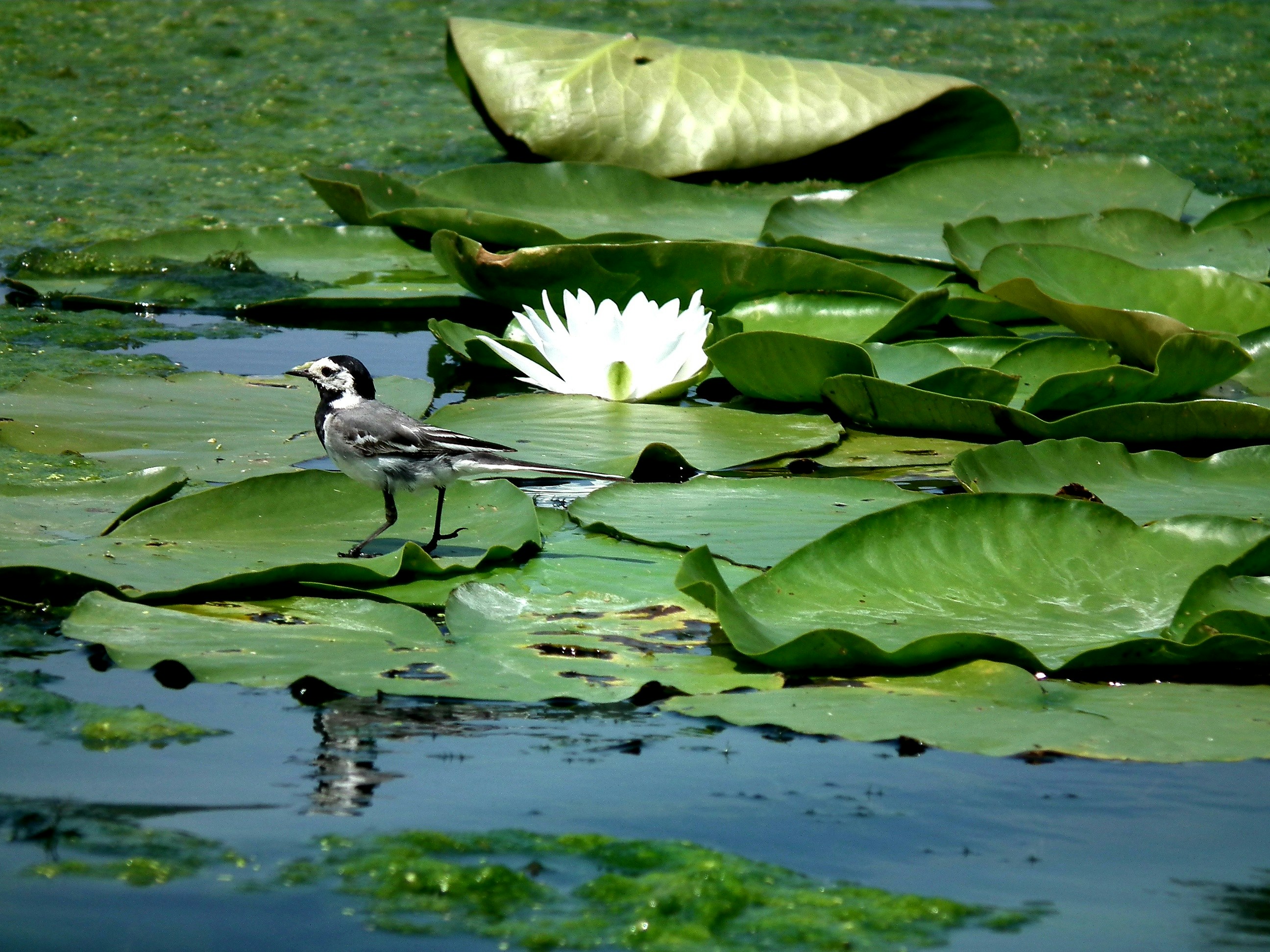 A white lily blooms among large green lily pads, while a small bird stands gracefully on one of the pads, reflecting the tranquility of the water environment.