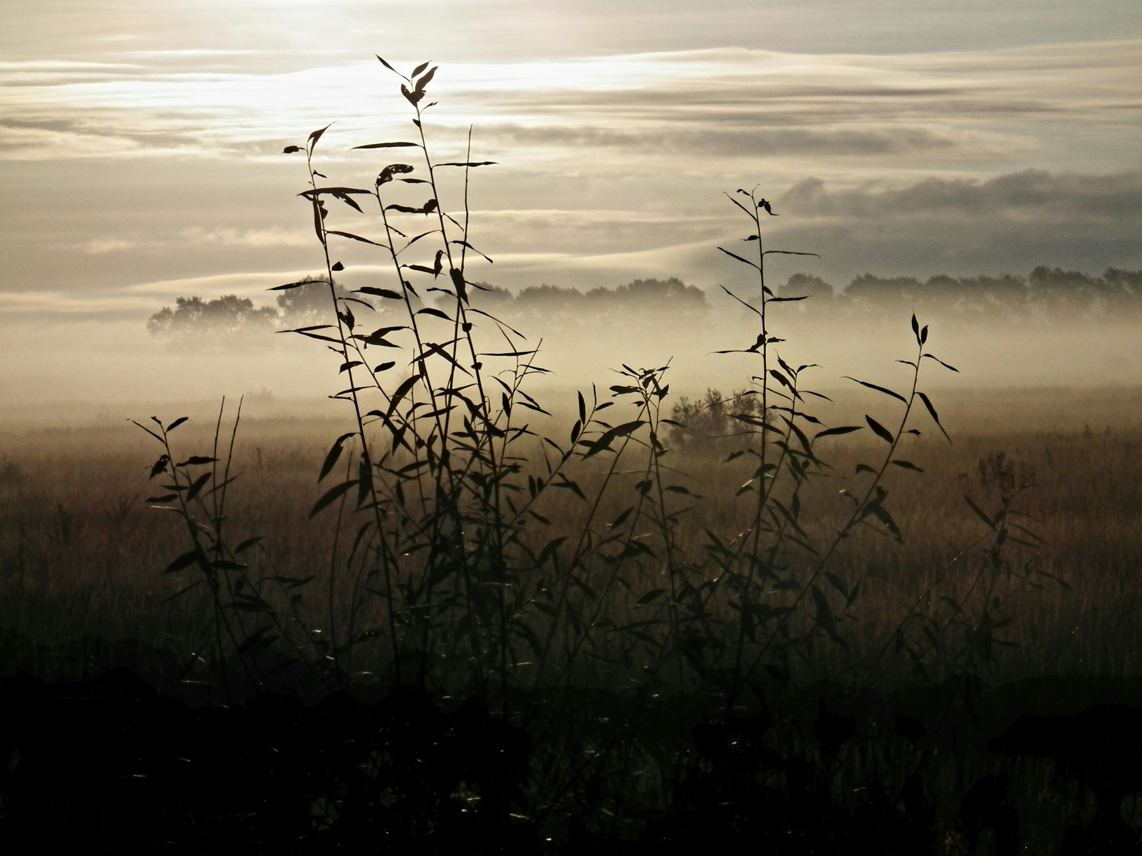 Reeds at Dawn: Silhouettes in Mist Over a Quiet Field