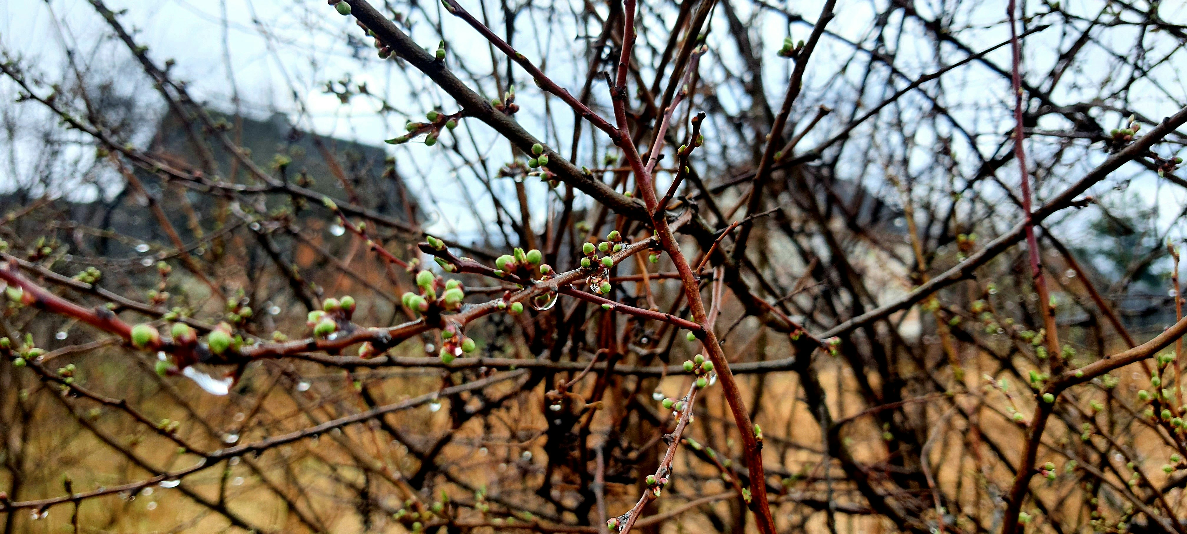 Delicate buds sprout from bare branches, glistening with raindrops under a muted sky.