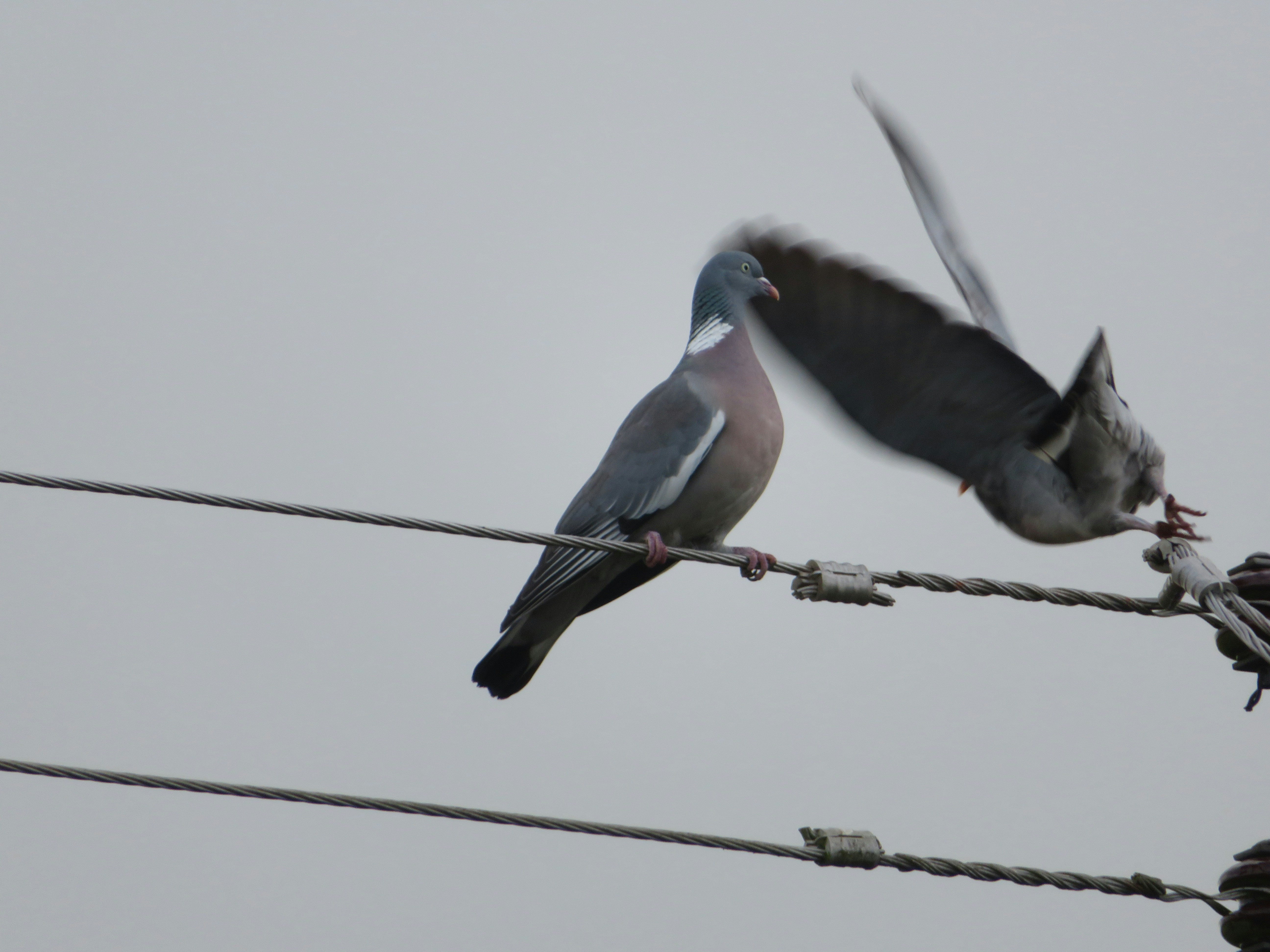 A pigeon perches calmly on a wire while another bird takes flight, capturing the dynamic nature of urban wildlife.