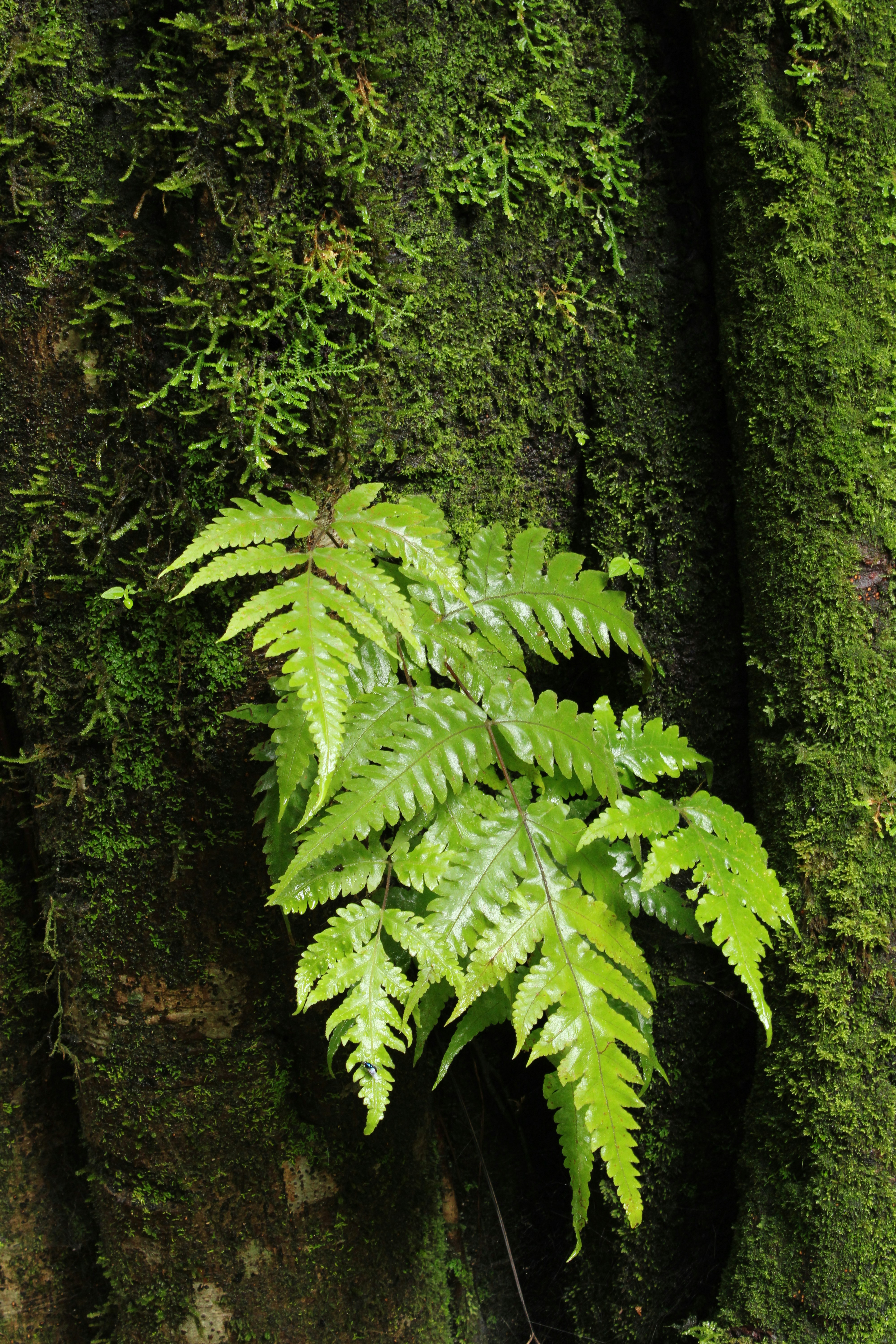 A fern is growing on the side of a tree photo – Free Fern Image on Unsplash