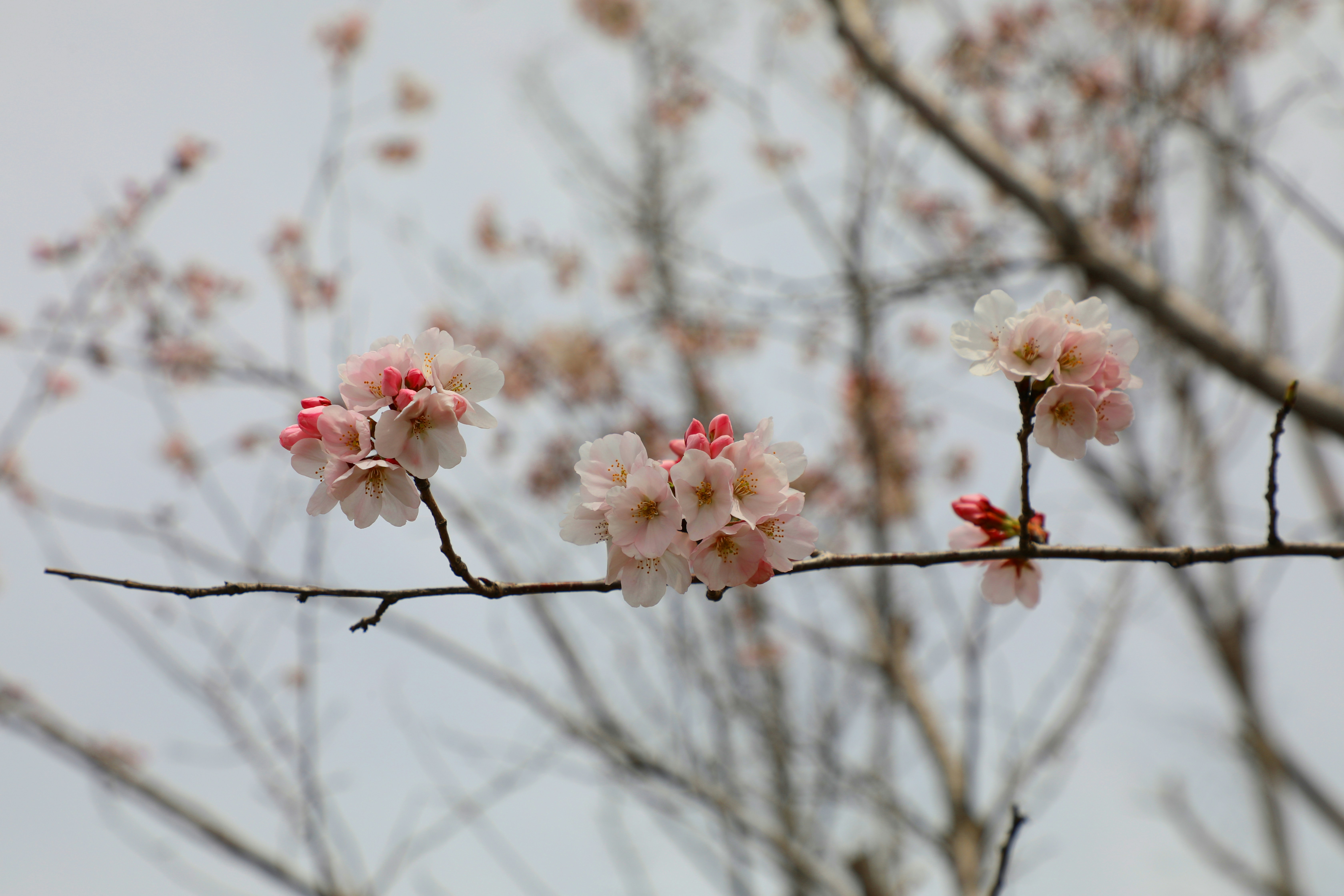 sakura