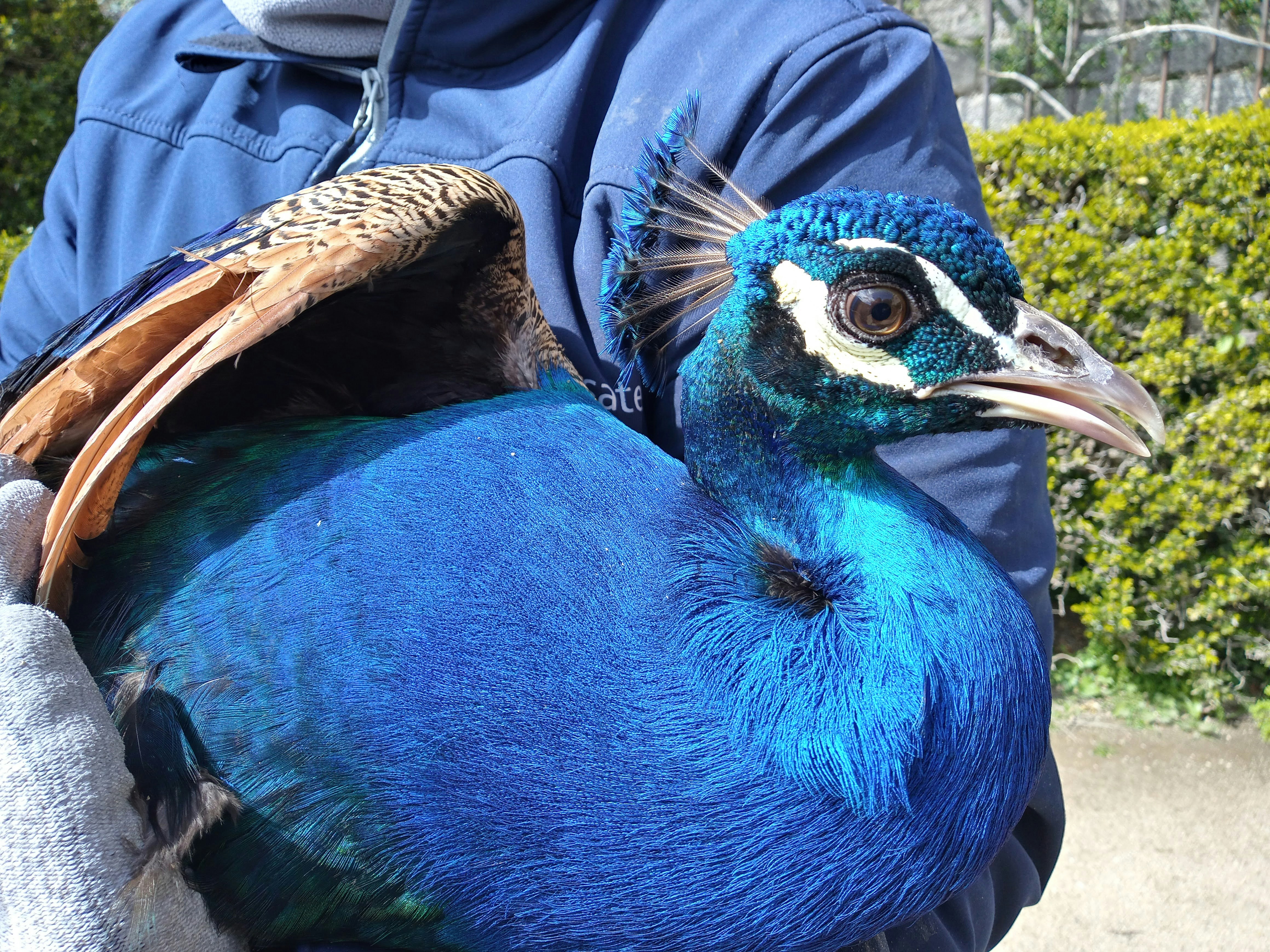 Vivid Peacock in Close-Up: Electric Blue Plumage and Curved Beak