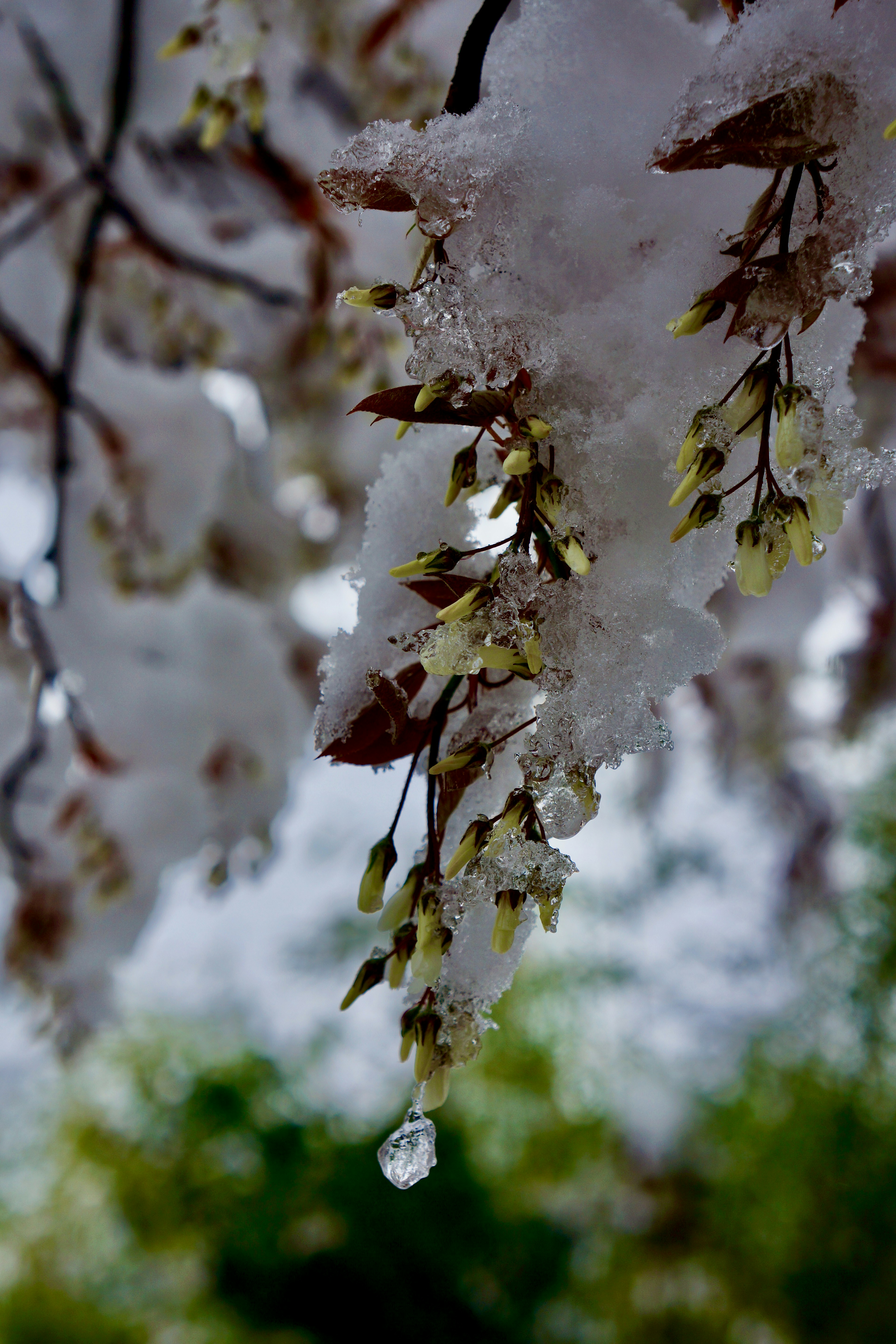 Snow-kissed Branches: A Tender Cascade of Light and Ice