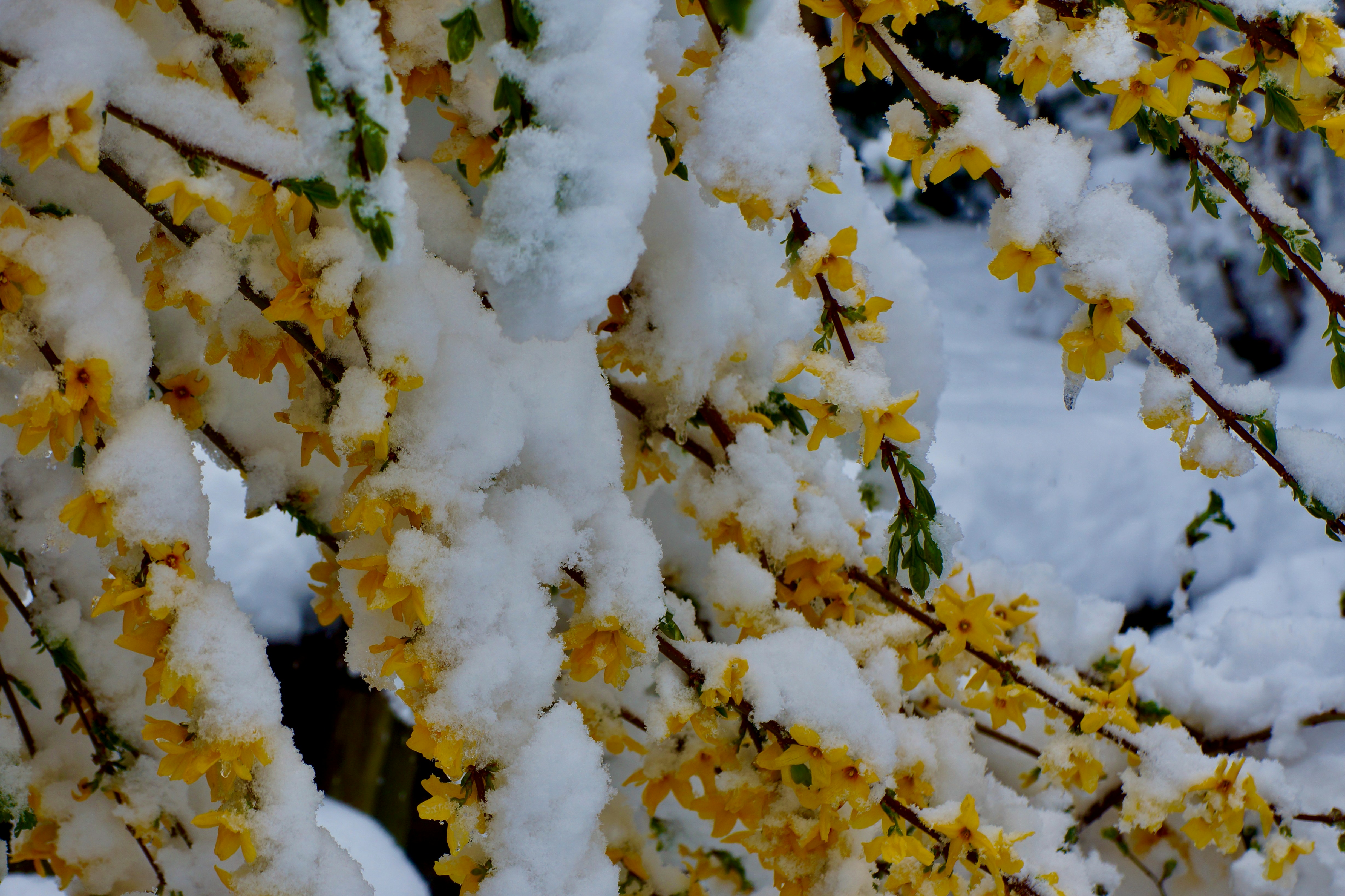 Spring Snow Pictures | Download Free Images on Unsplash
