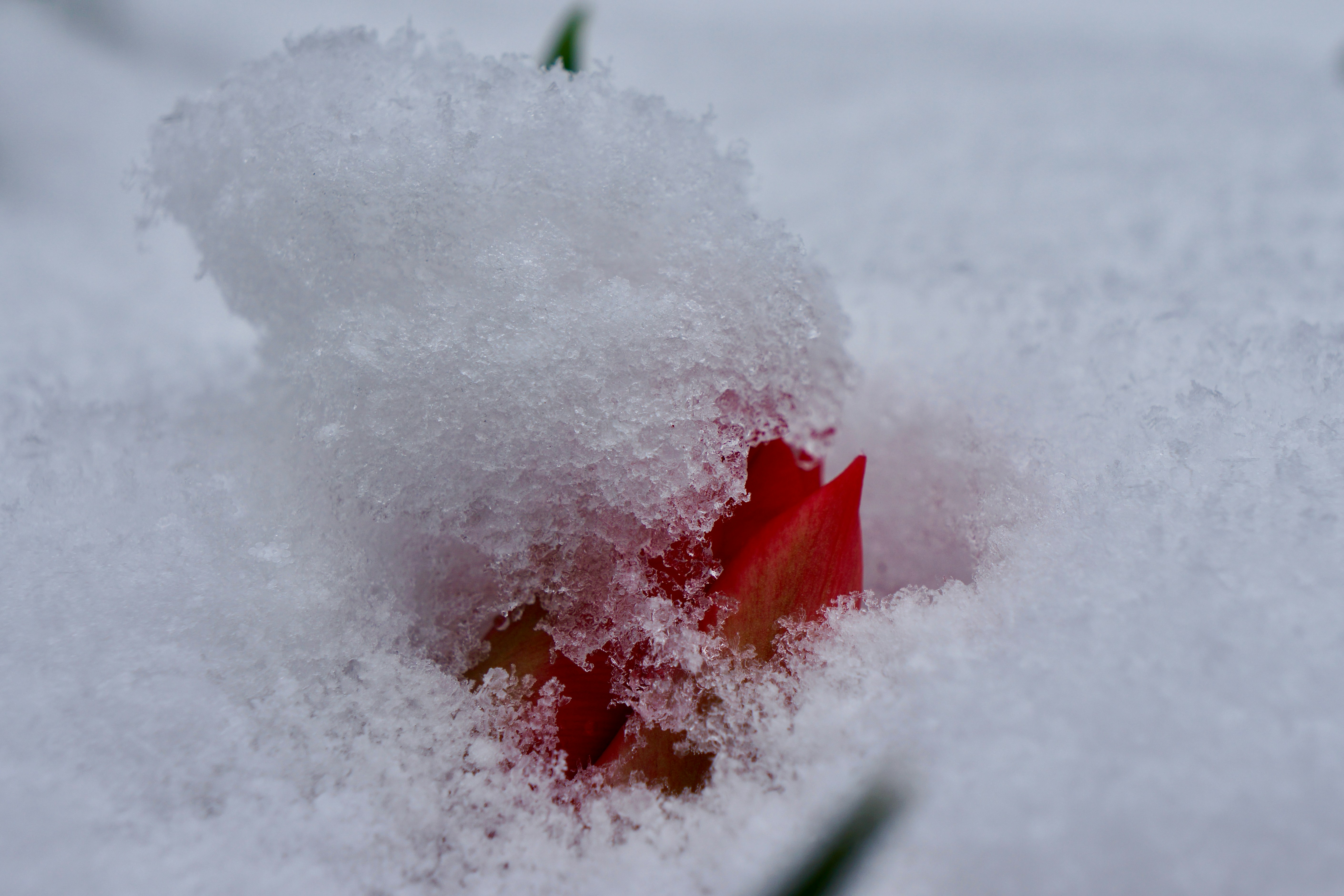 Crimson Petal Pierces a Snowy Veil