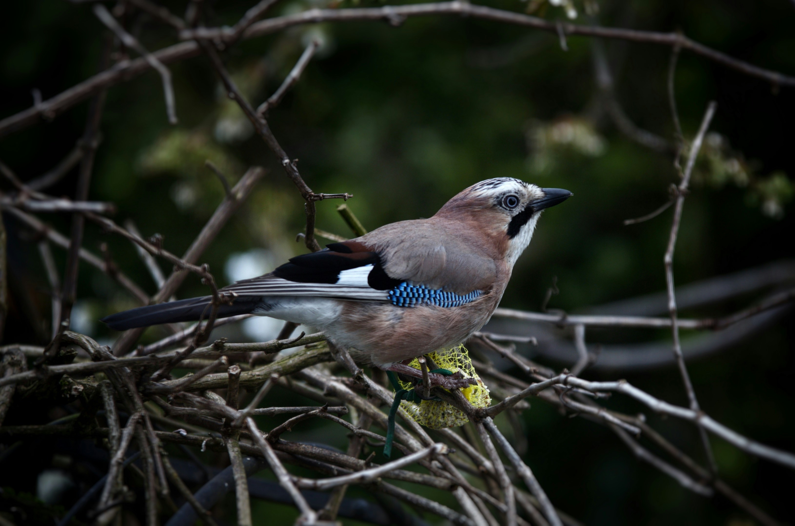 Blue-Wanded Songbird Among Twigs