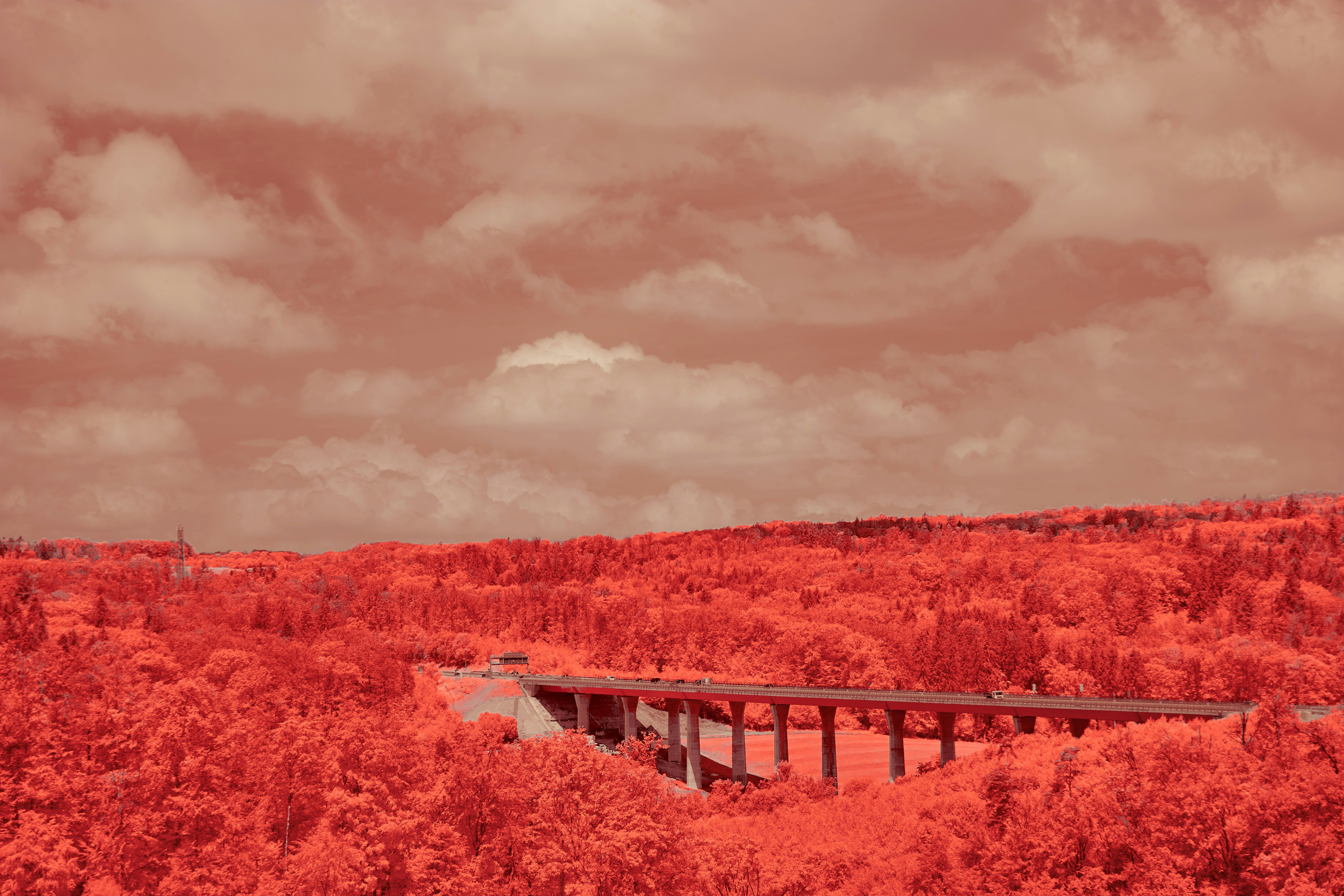 A bridge in the middle of a red forest photo – Free Flower Image on ...