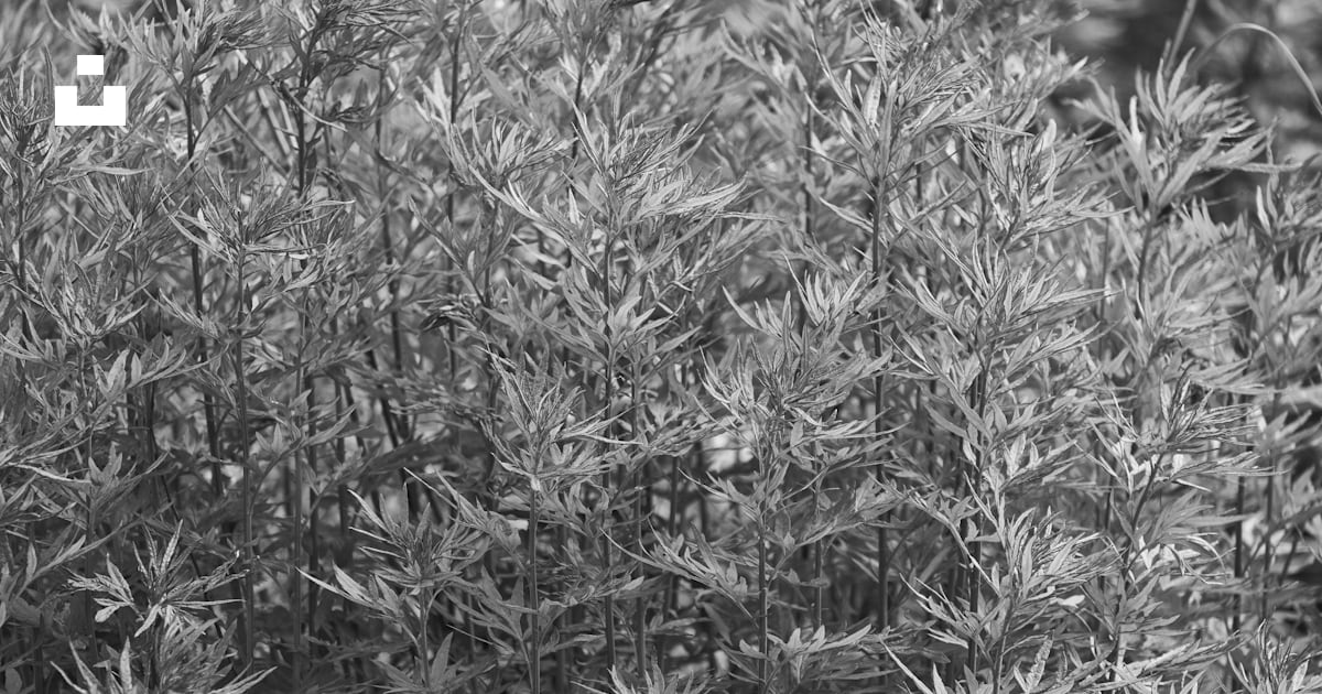 Foto Uma Foto Em Preto E Branco De Uma Planta Imagem De Cinza Grátis
