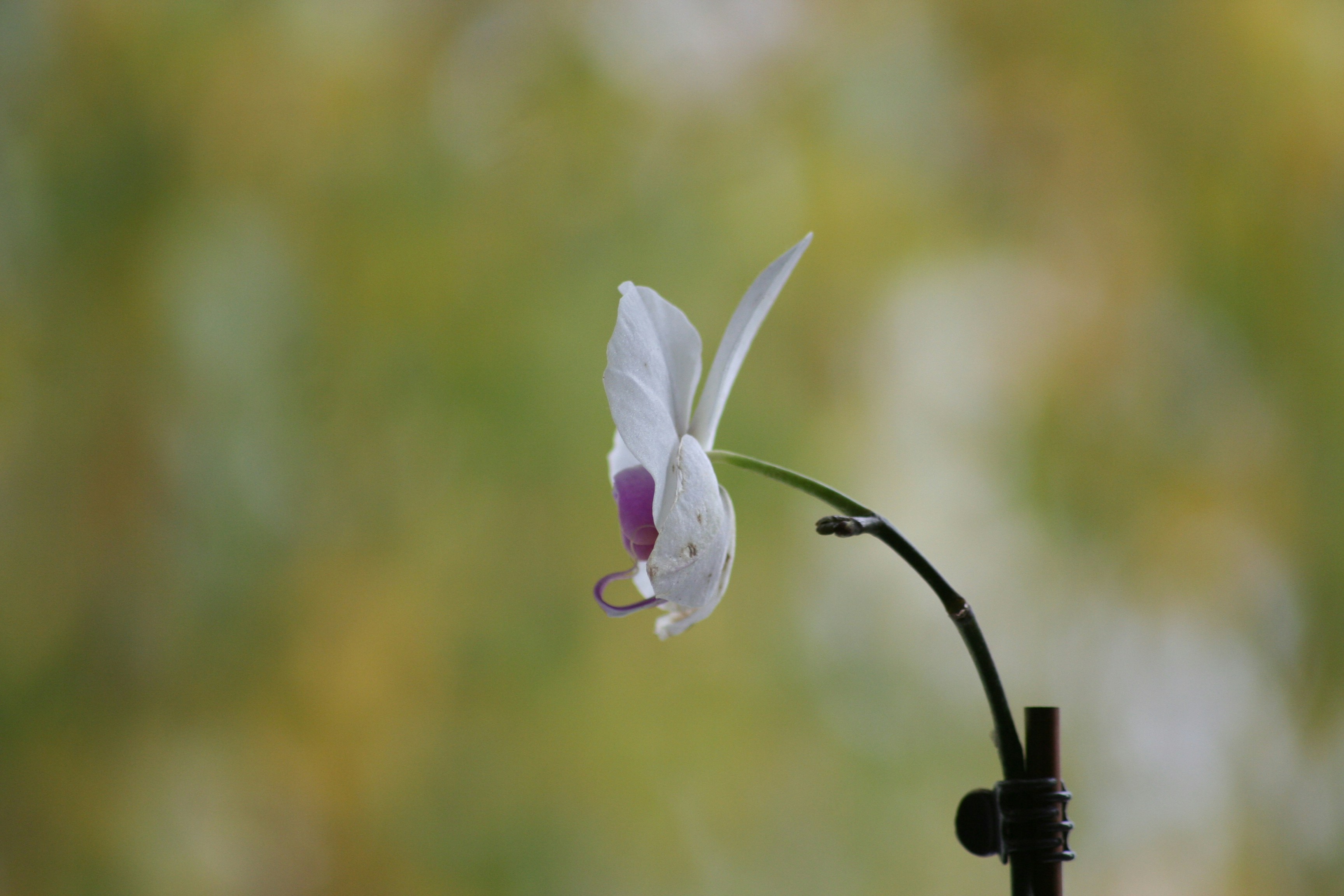 Whisper of Orchid on a Faint Held Arc