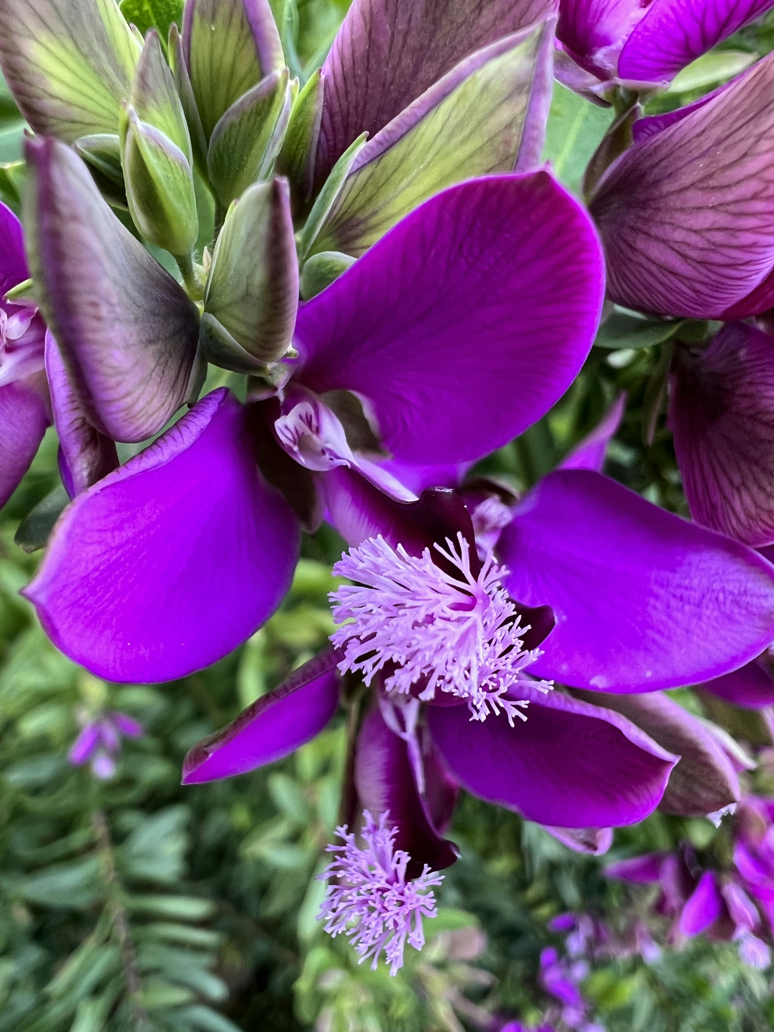 Velvet Purple Iris: Macro of Fringed Stamen and Bold Petals