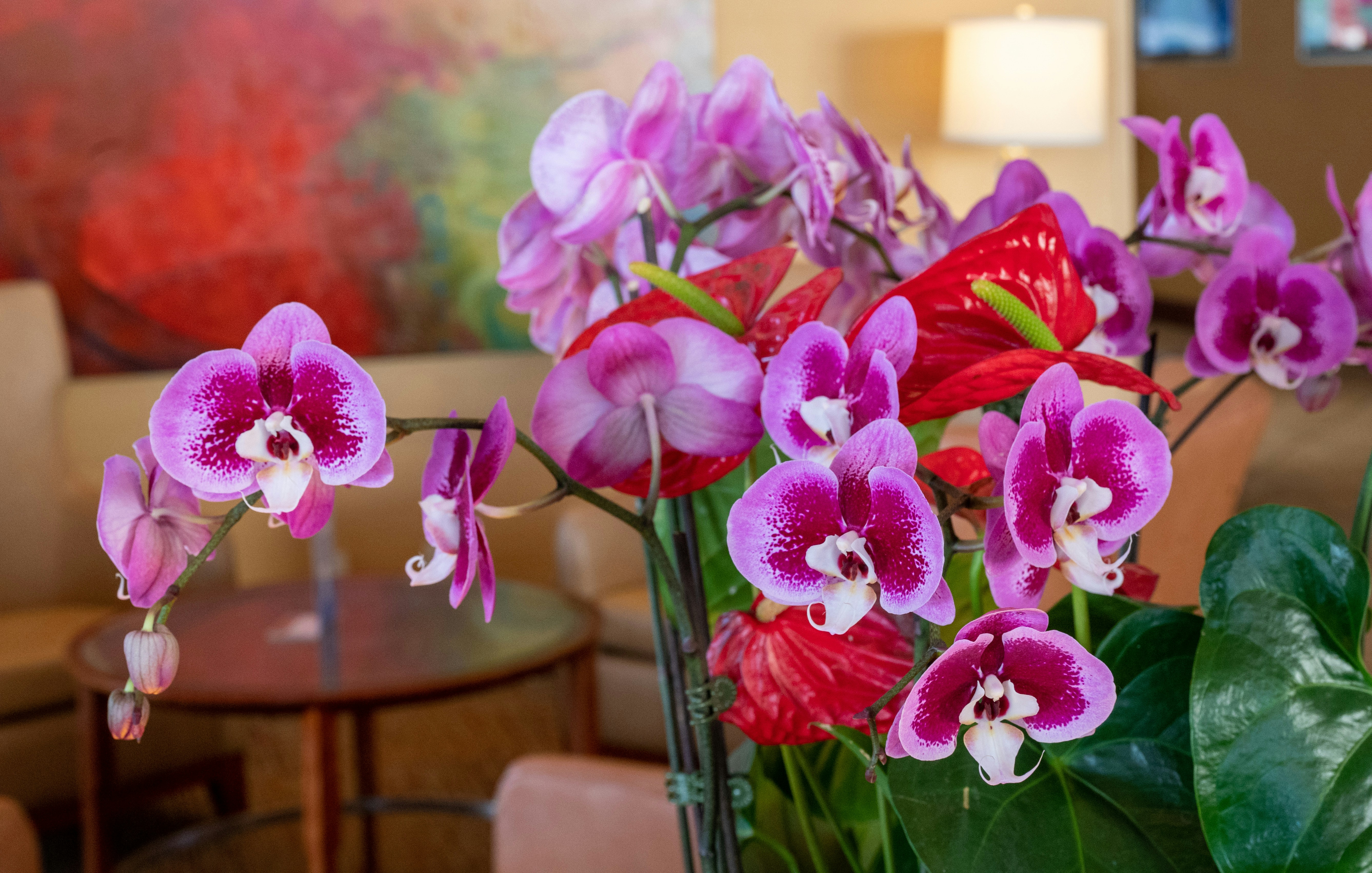 Orchid Serenade: Pink Blooms in a Warm Indoor Glow