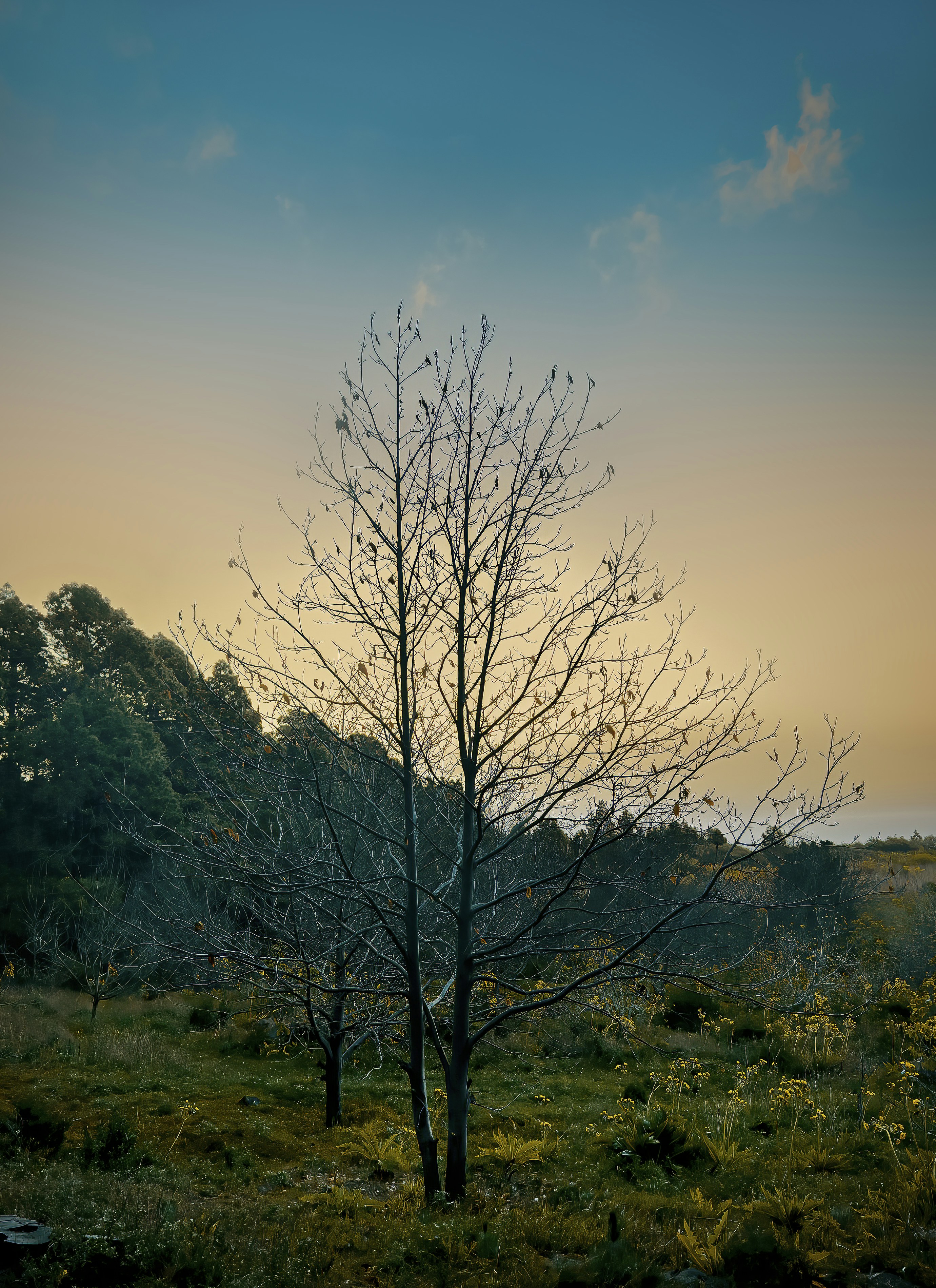 Bare Tree Silhouette at Dusk Over a Quiet Meadow