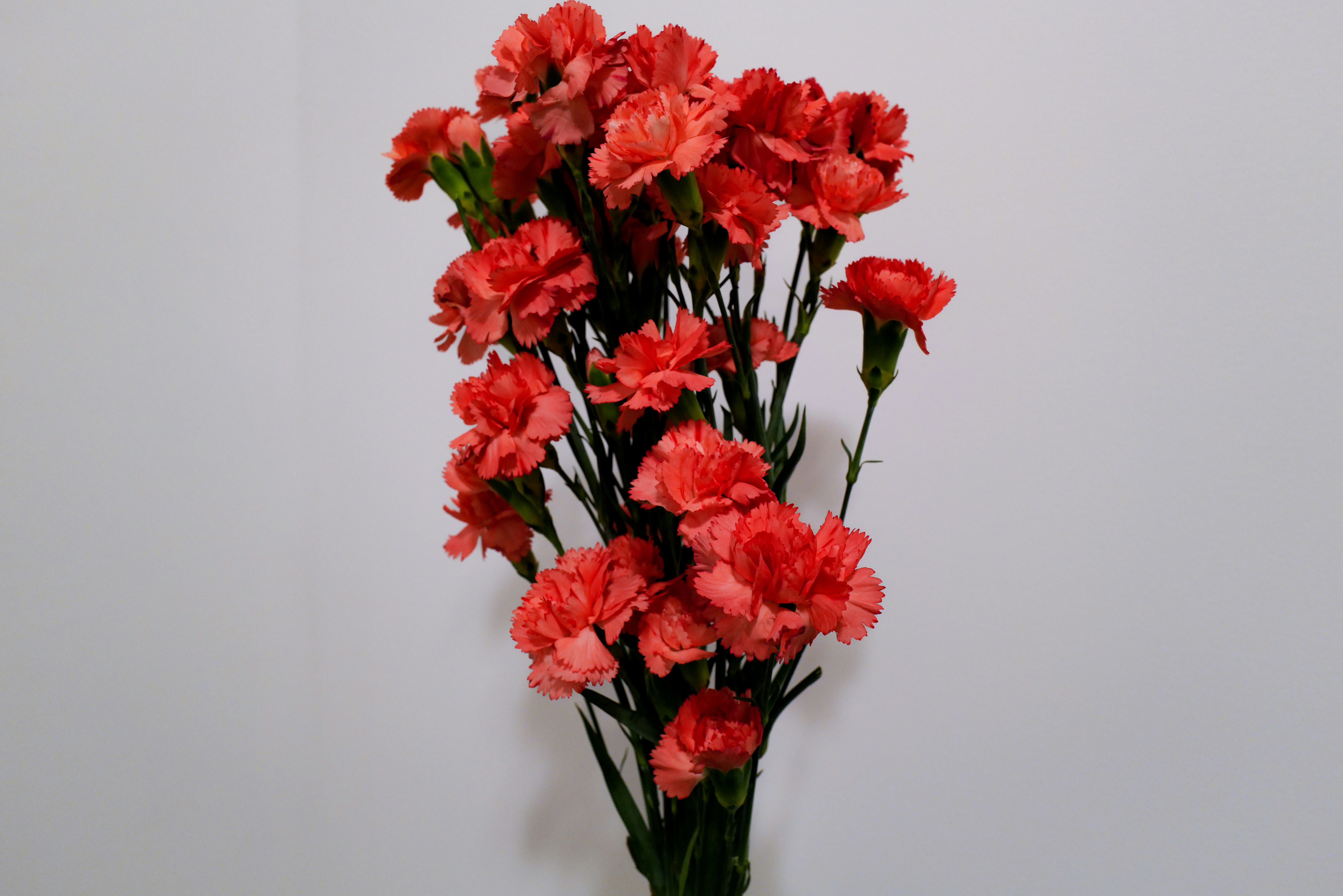 Crimson Carnations Against a Quiet Gray Backdrop