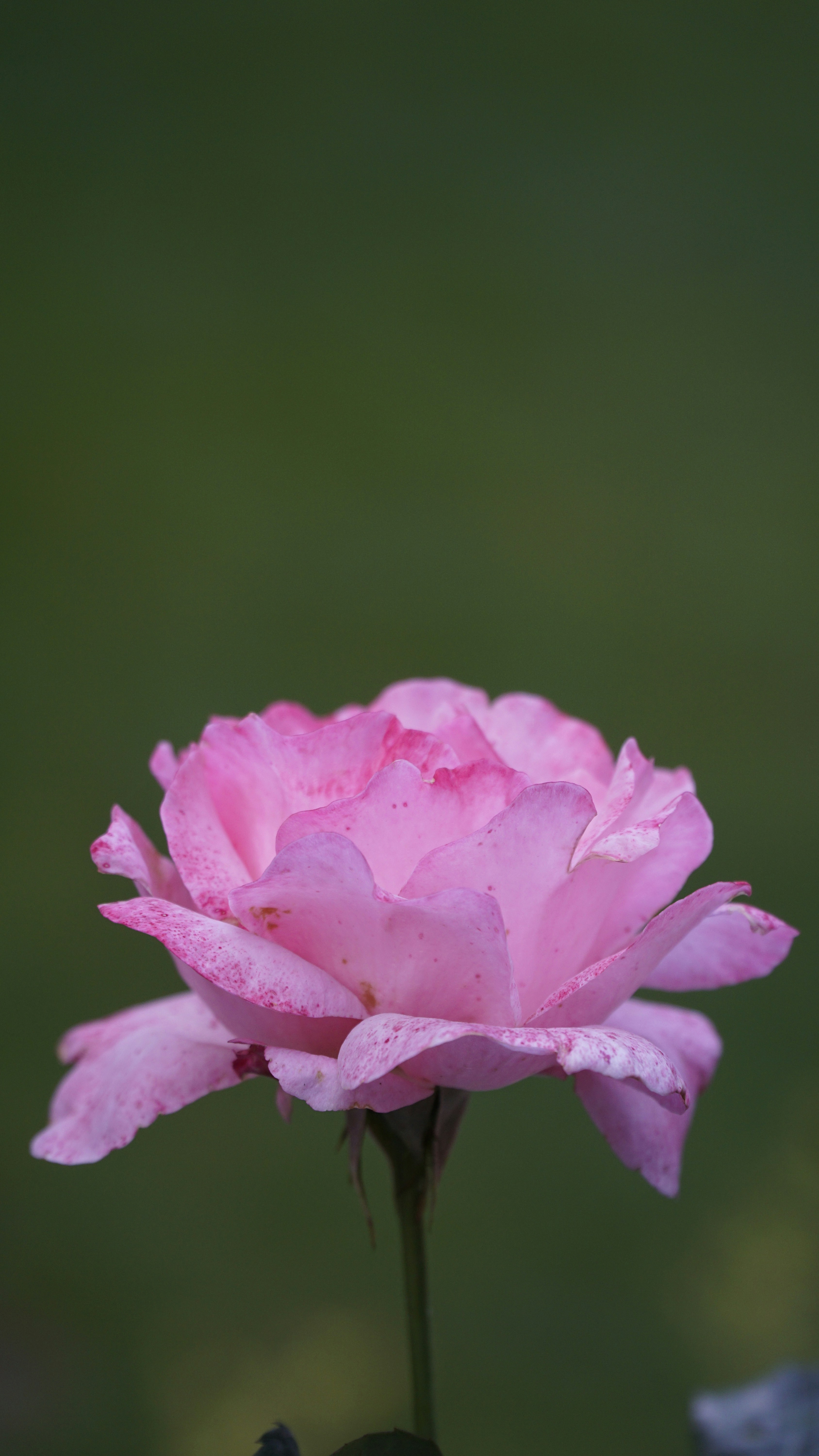 Velvet Pink: A Single Rose in Quiet Green