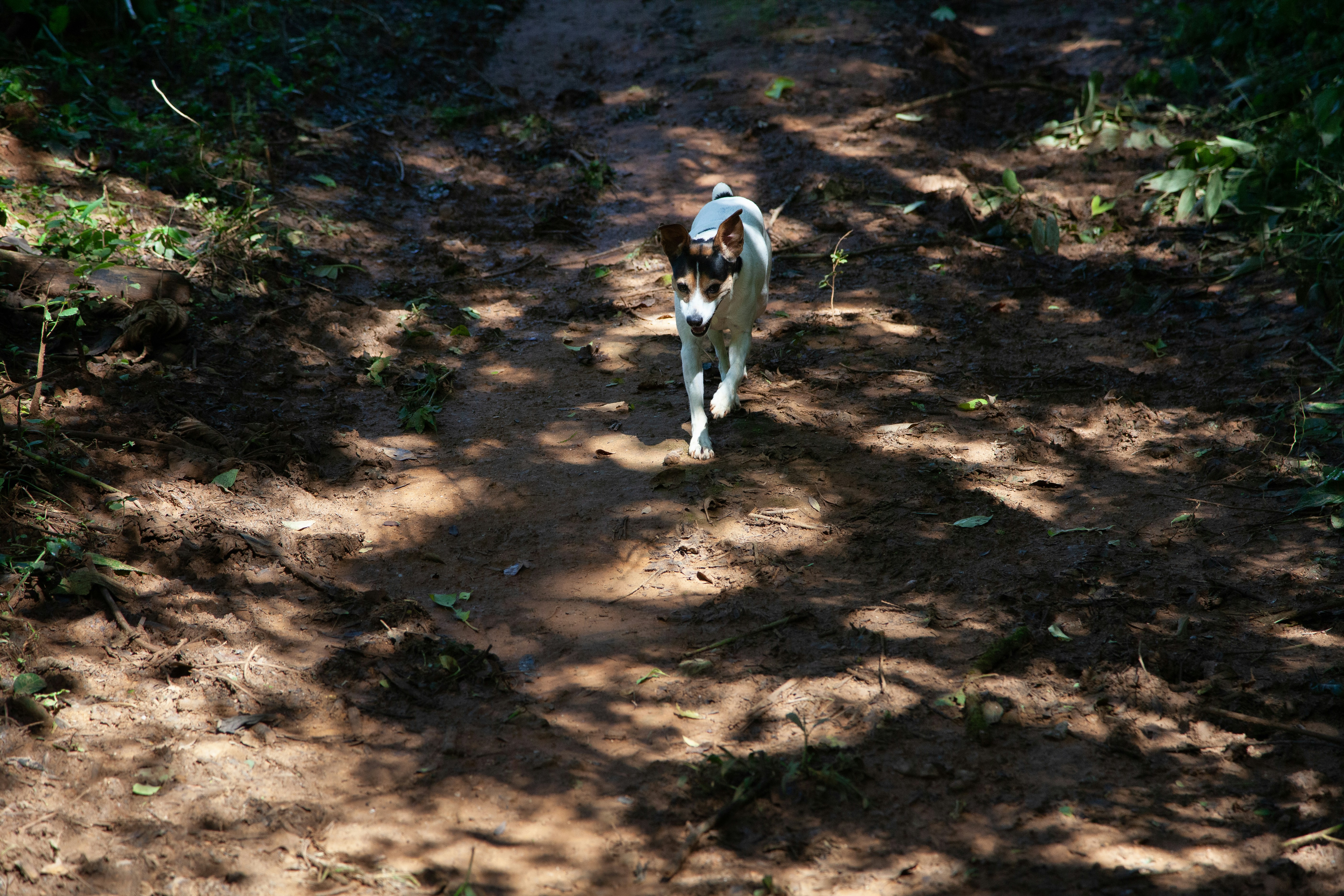 A dog walking down a dirt path in the woods photo – Free Brazil Image ...