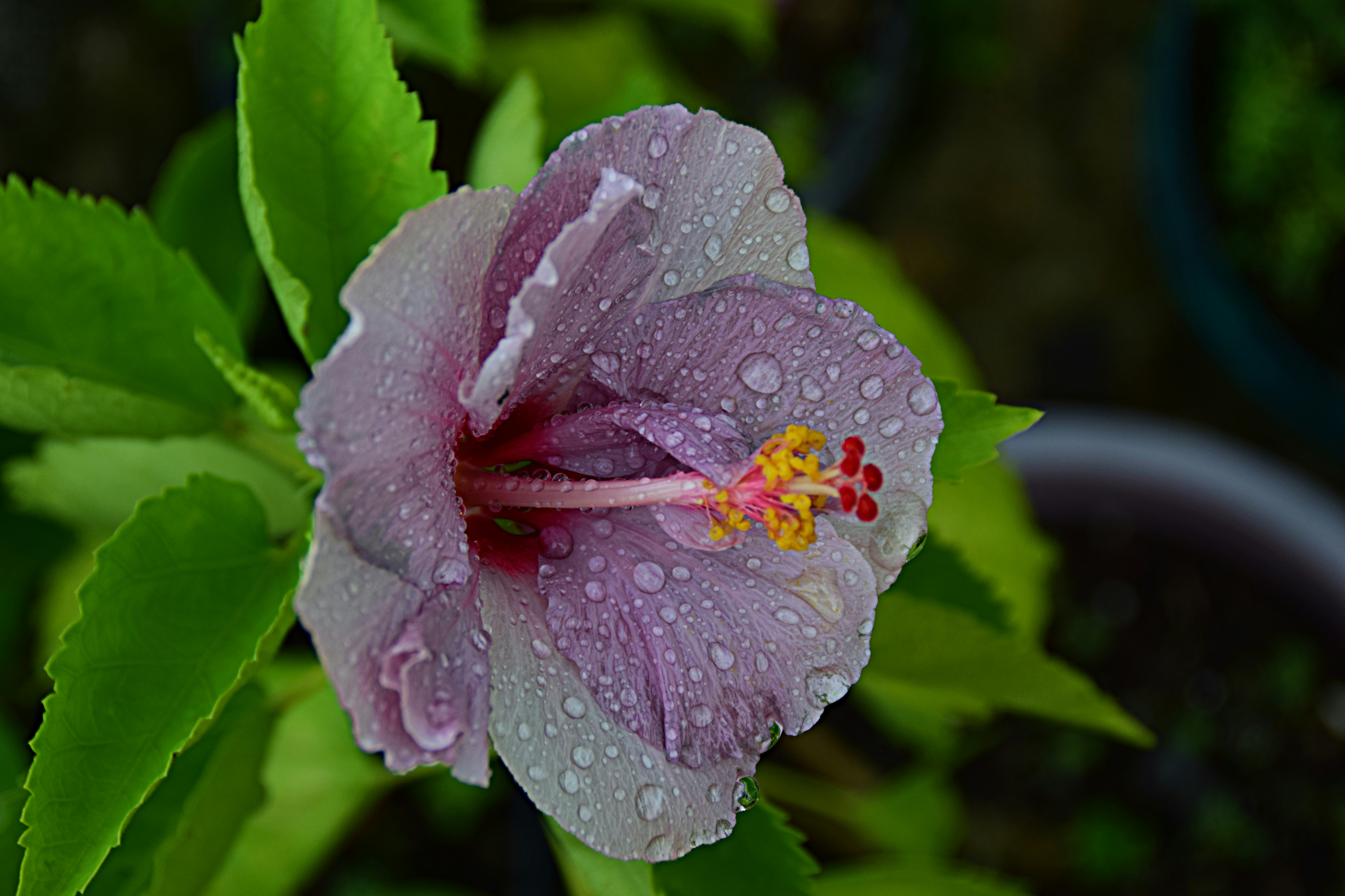 Dew-Kissed Hibiscus: Pink Bloom in Velvet Garden Light