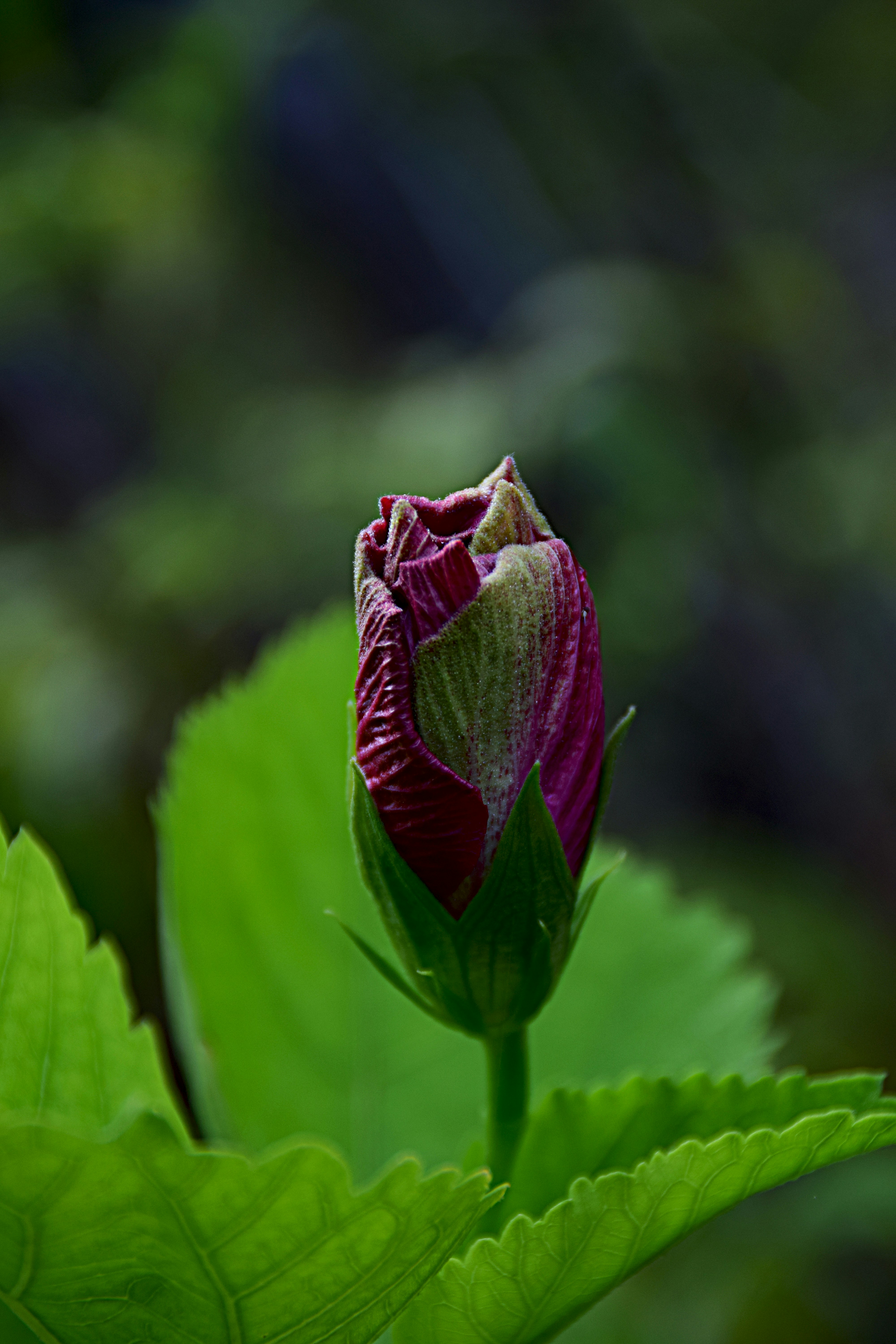 Velvet Burgundy Bud Framed by Emerald Leaves