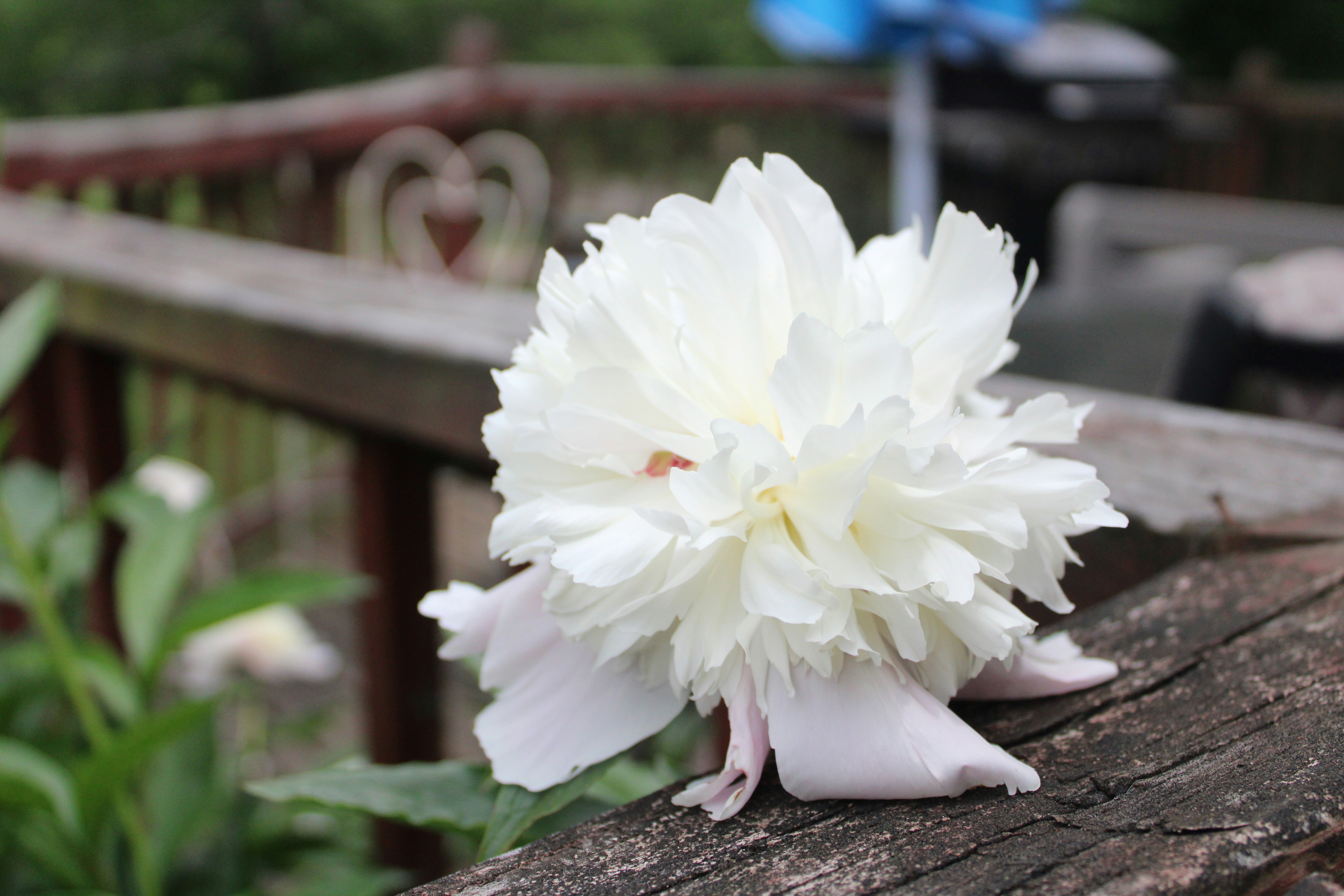 a white flower sitting on top of a wooden bench