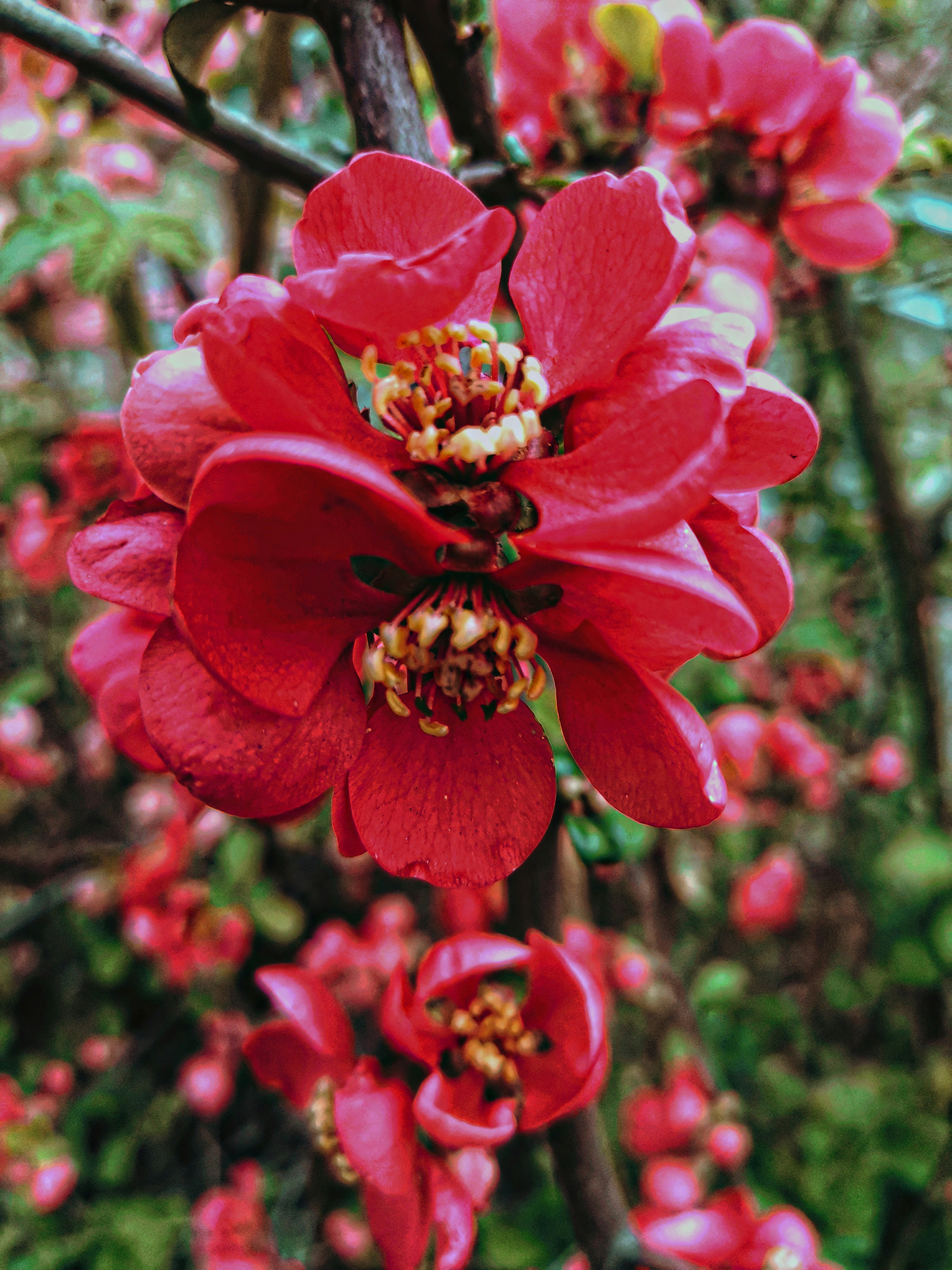 Un bouquet de fleurs rouges poussant sur un arbre photo – Photo Hanau ...