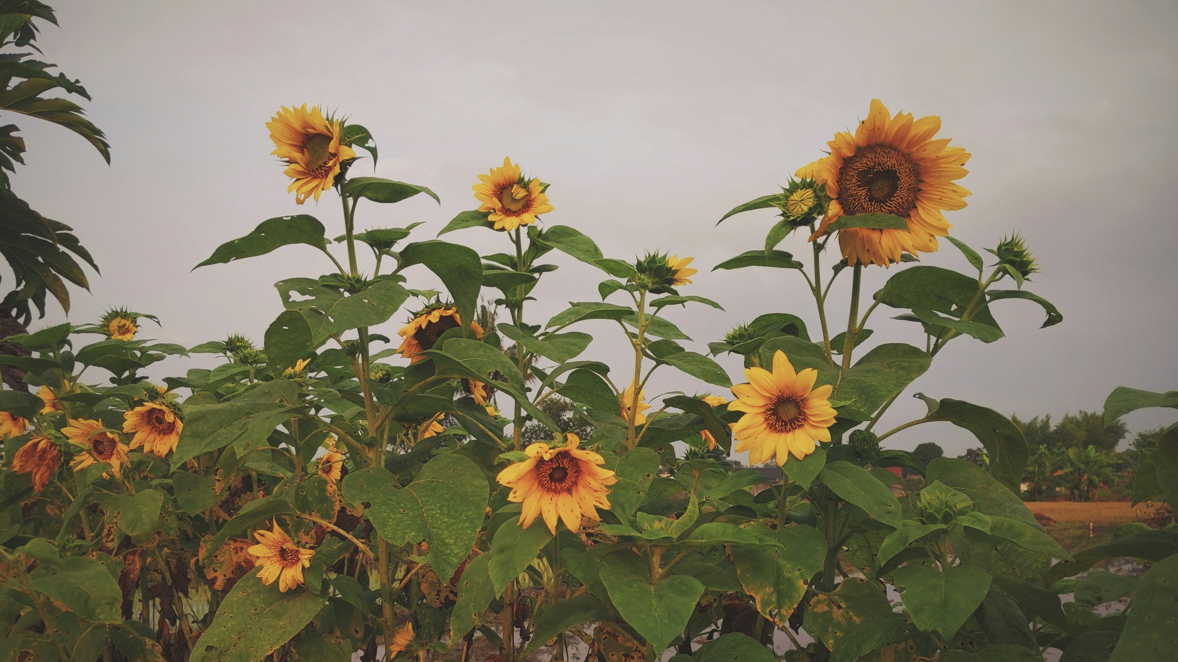 Sunflowers in Quiet Field Under Overcast Light