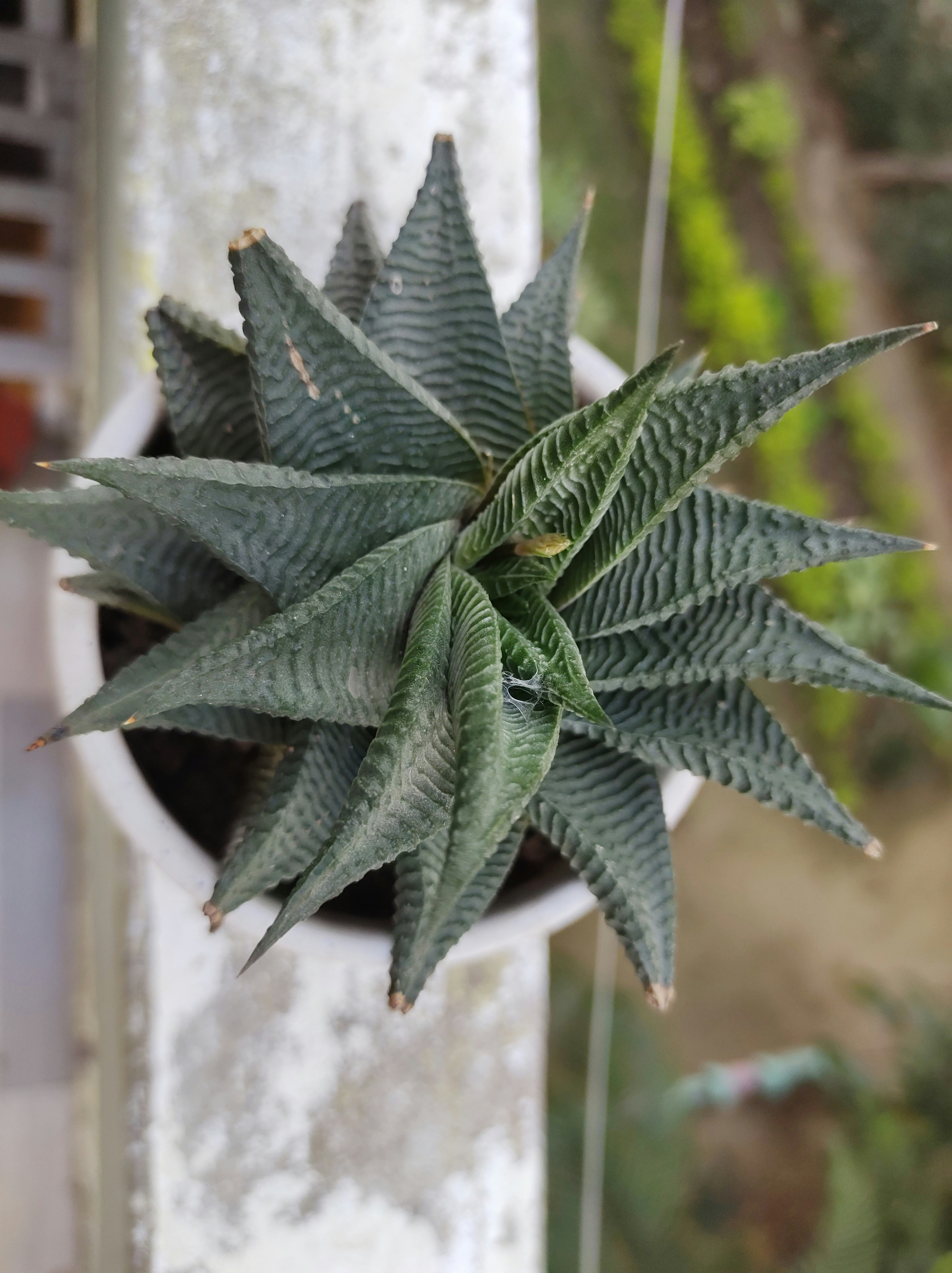 Top-down view of a vibrant succulent plant with intricate leaf patterns, showcasing its natural beauty and texture.