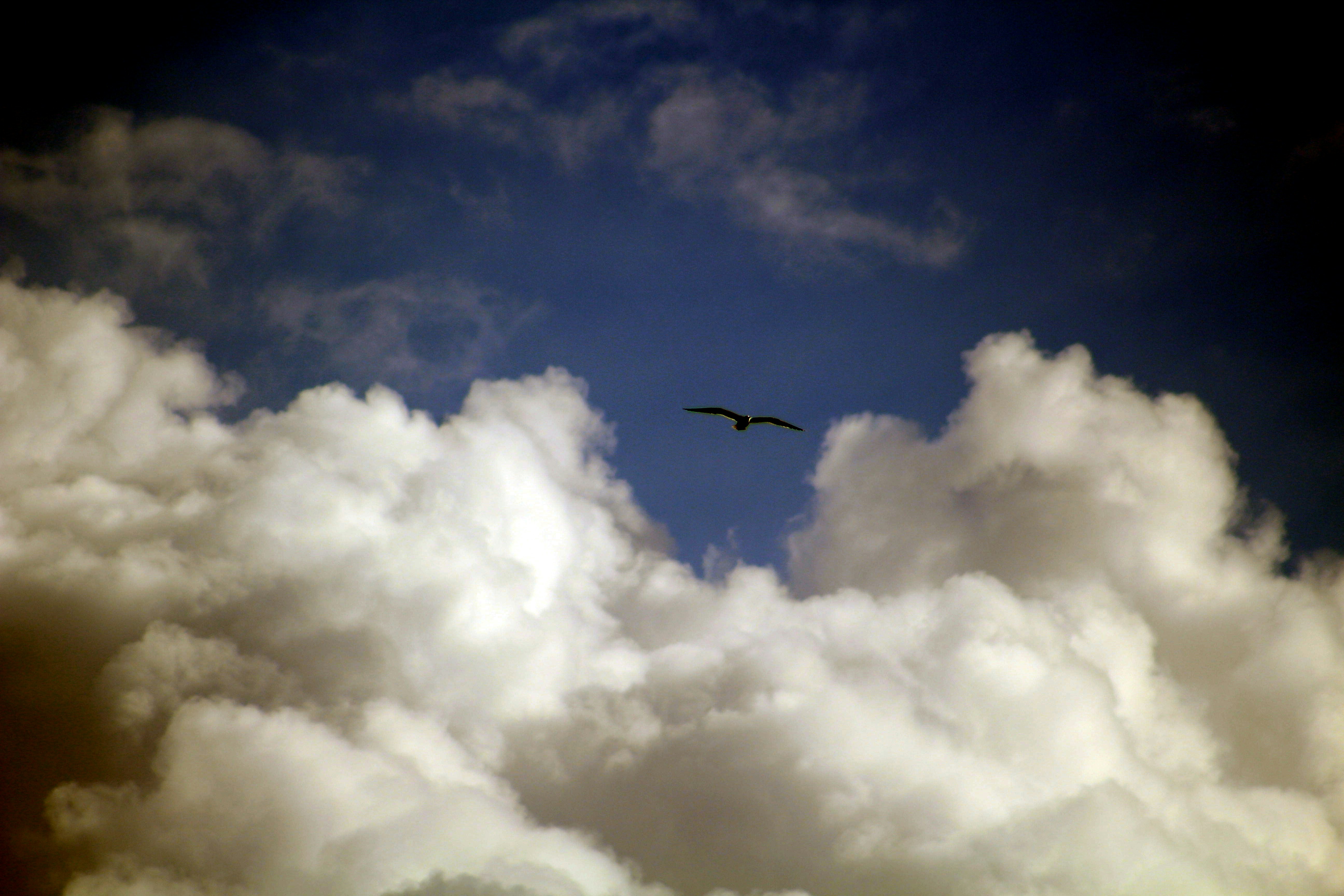 Lone Winged Silhouette Over a Sea of Clouds