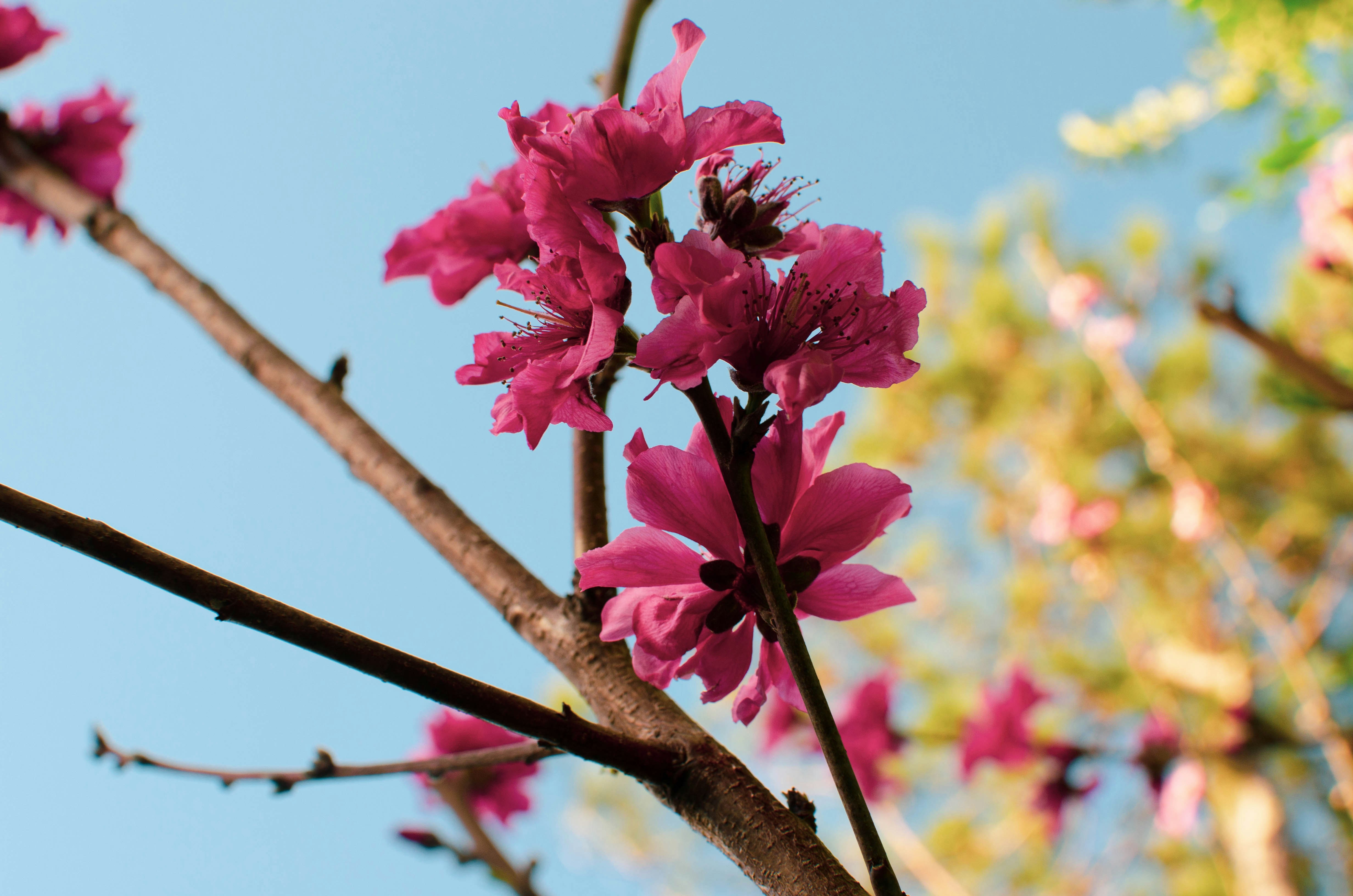 Pink Blossom Cluster Framed by Sky-Blue Canvas